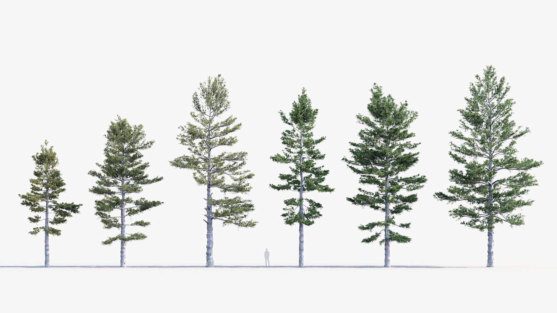 Northern White Pine Pinus Strobus 3D Model Model - TurboSquid 2042465