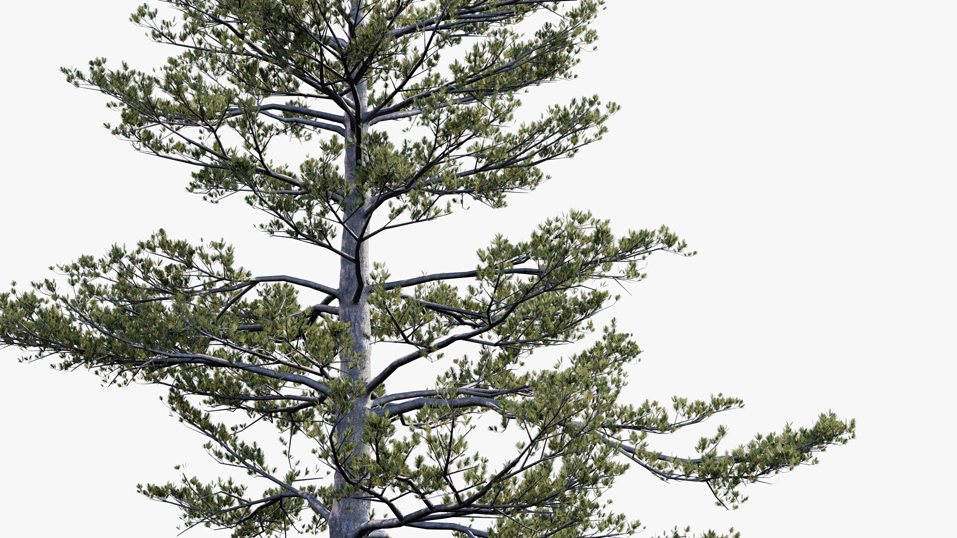 Northern White Pine Pinus Strobus 3D Model Model - TurboSquid 2042465