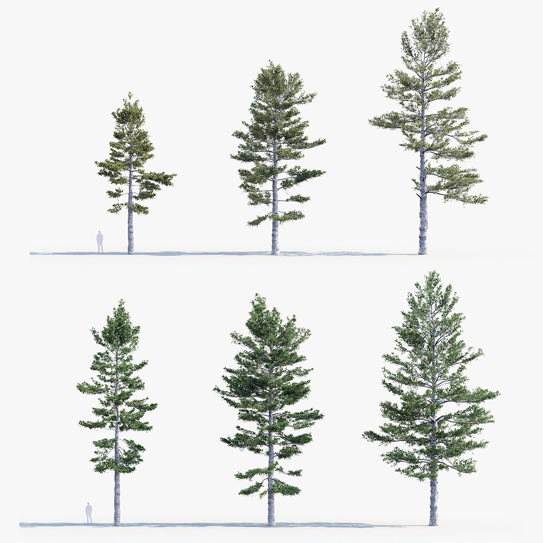 Northern White Pine Pinus Strobus 3D Model Model - TurboSquid 2042465