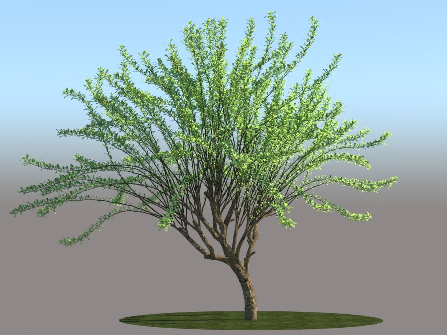 3D Calabash Tree Model - TurboSquid 1431373