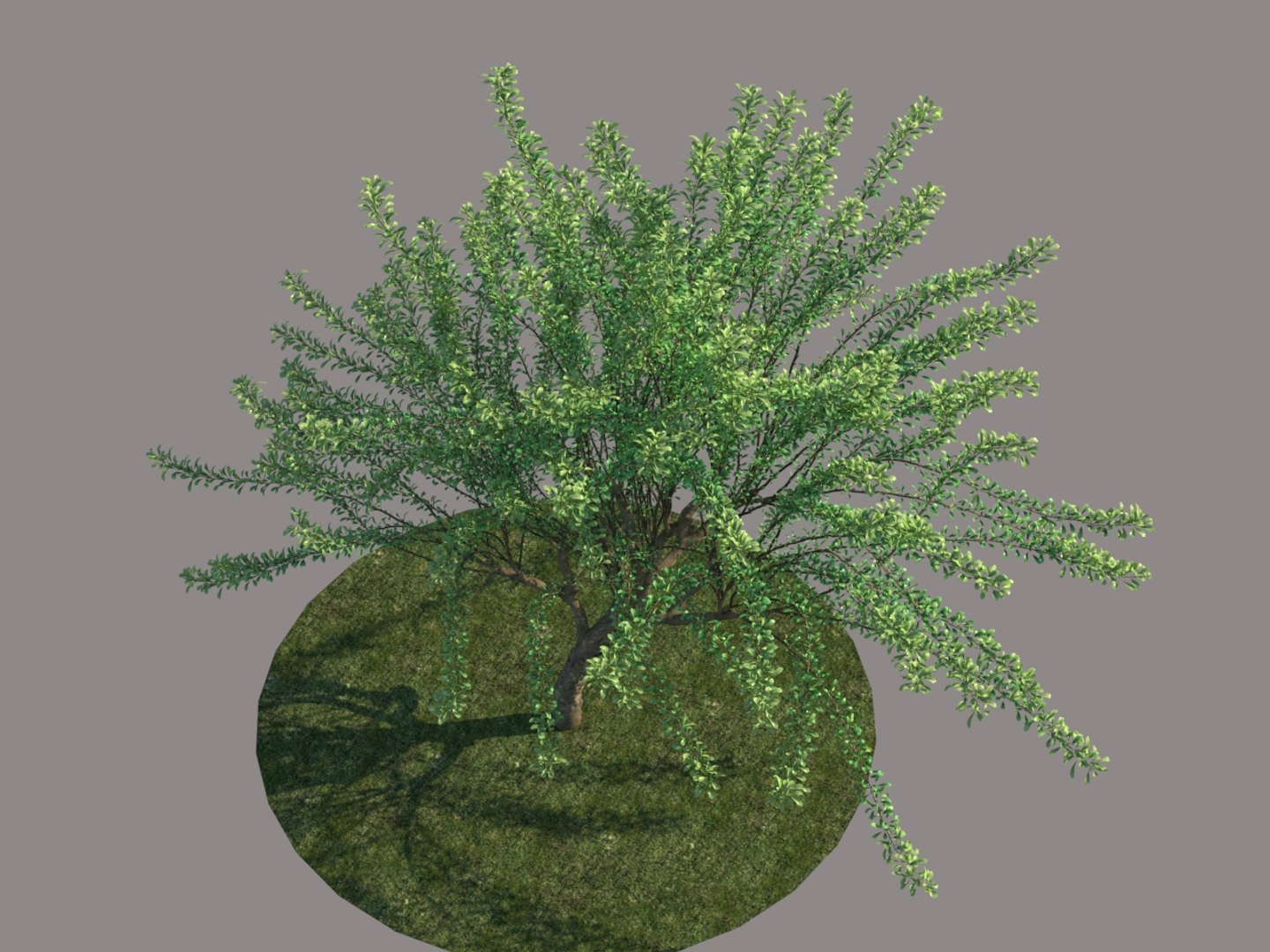 3D Calabash Tree Model - TurboSquid 1431373