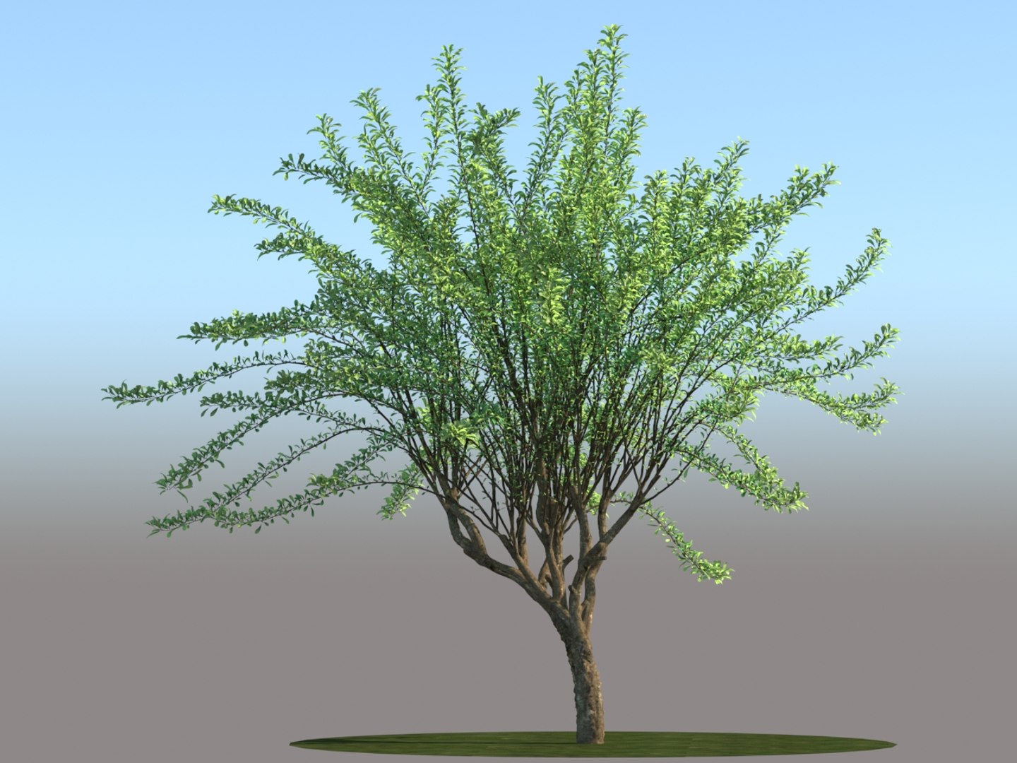 3D Calabash Tree Model - TurboSquid 1431373