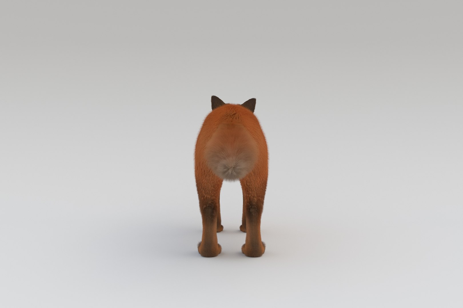 3D Fox ANIMATED - TurboSquid 1986506