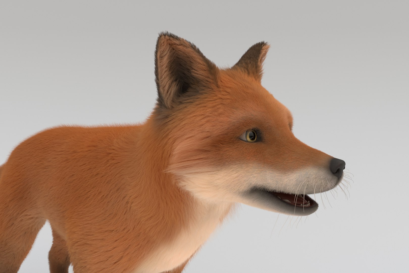 3D Fox ANIMATED - TurboSquid 1986506