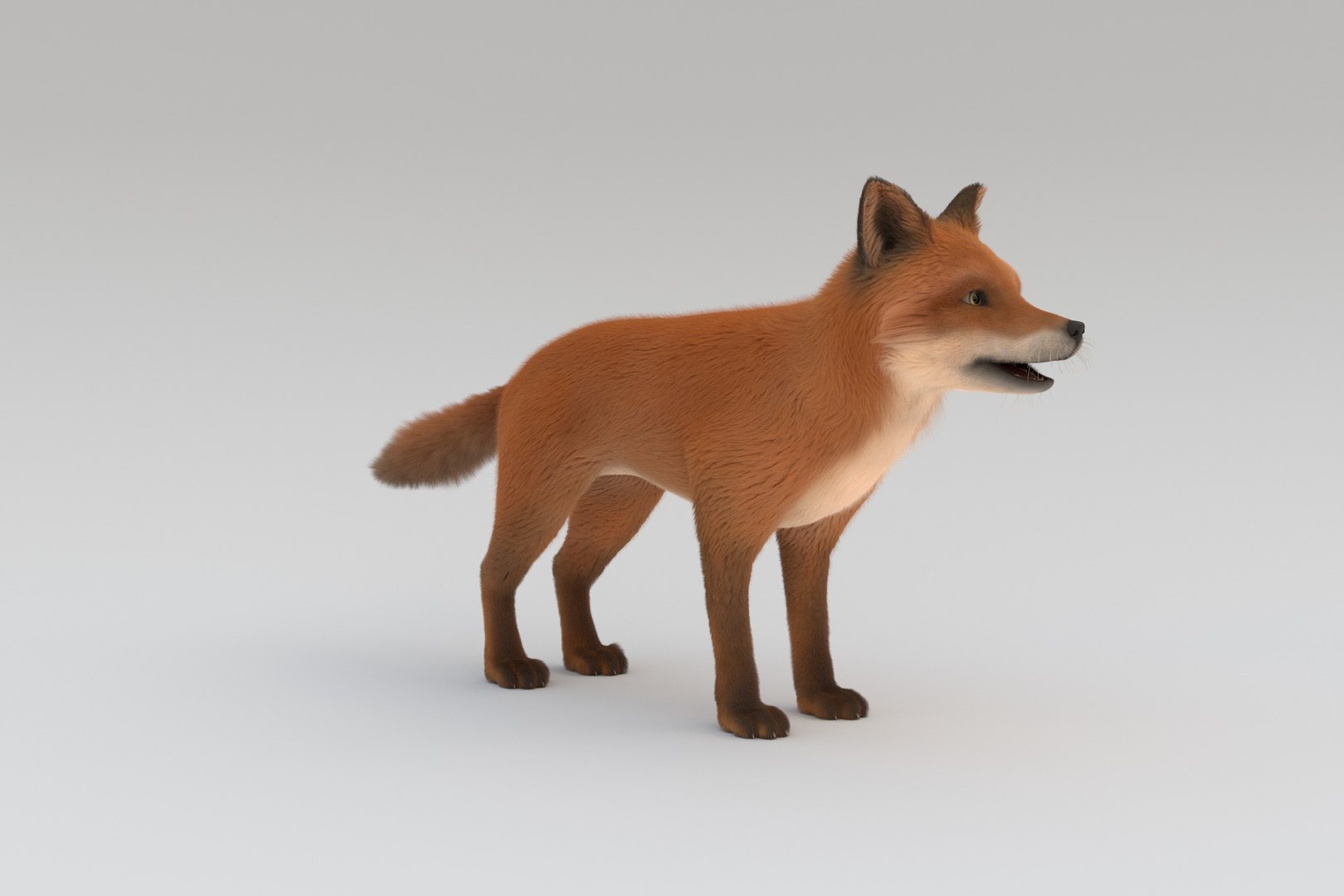 3D Fox ANIMATED - TurboSquid 1986506