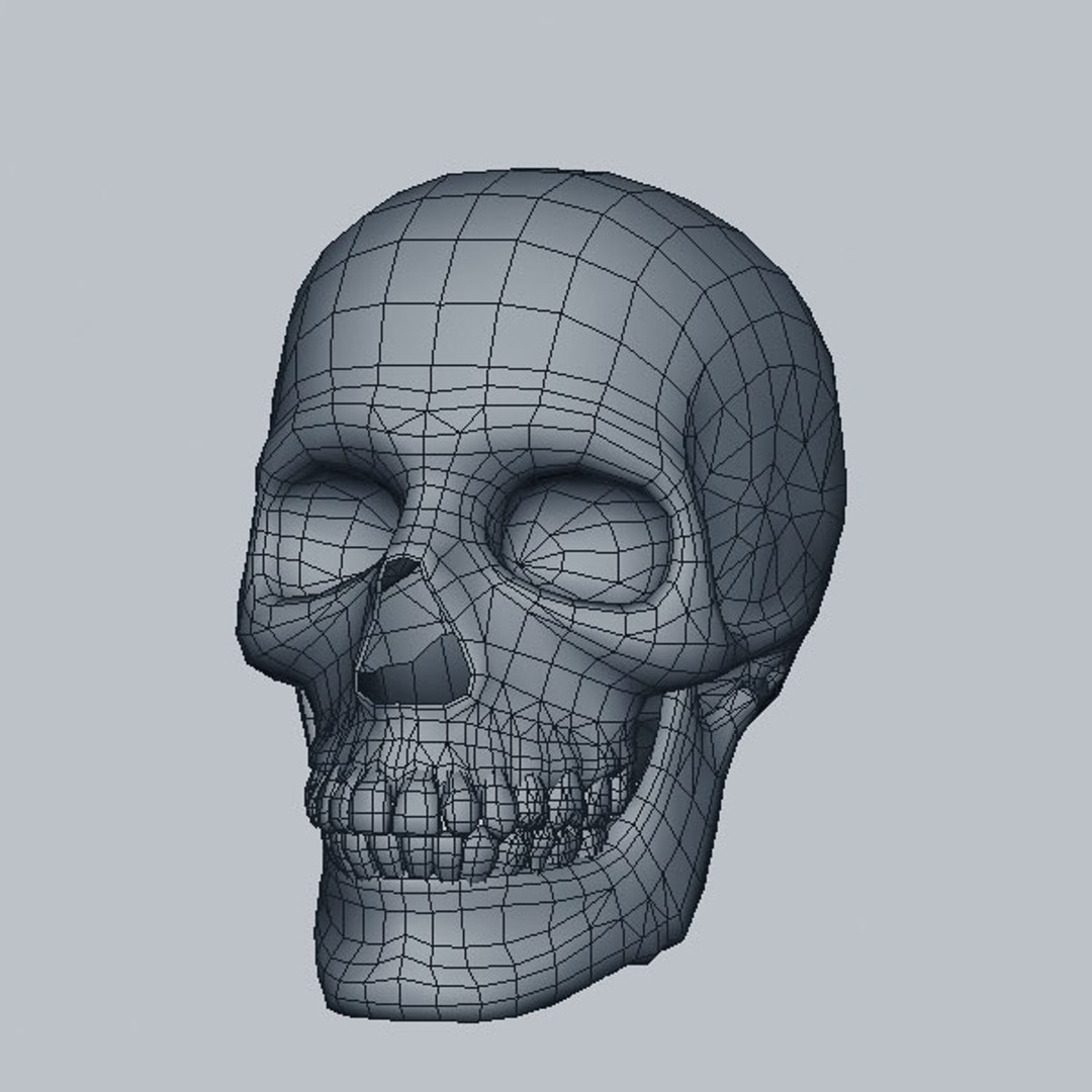 3d Skull Model