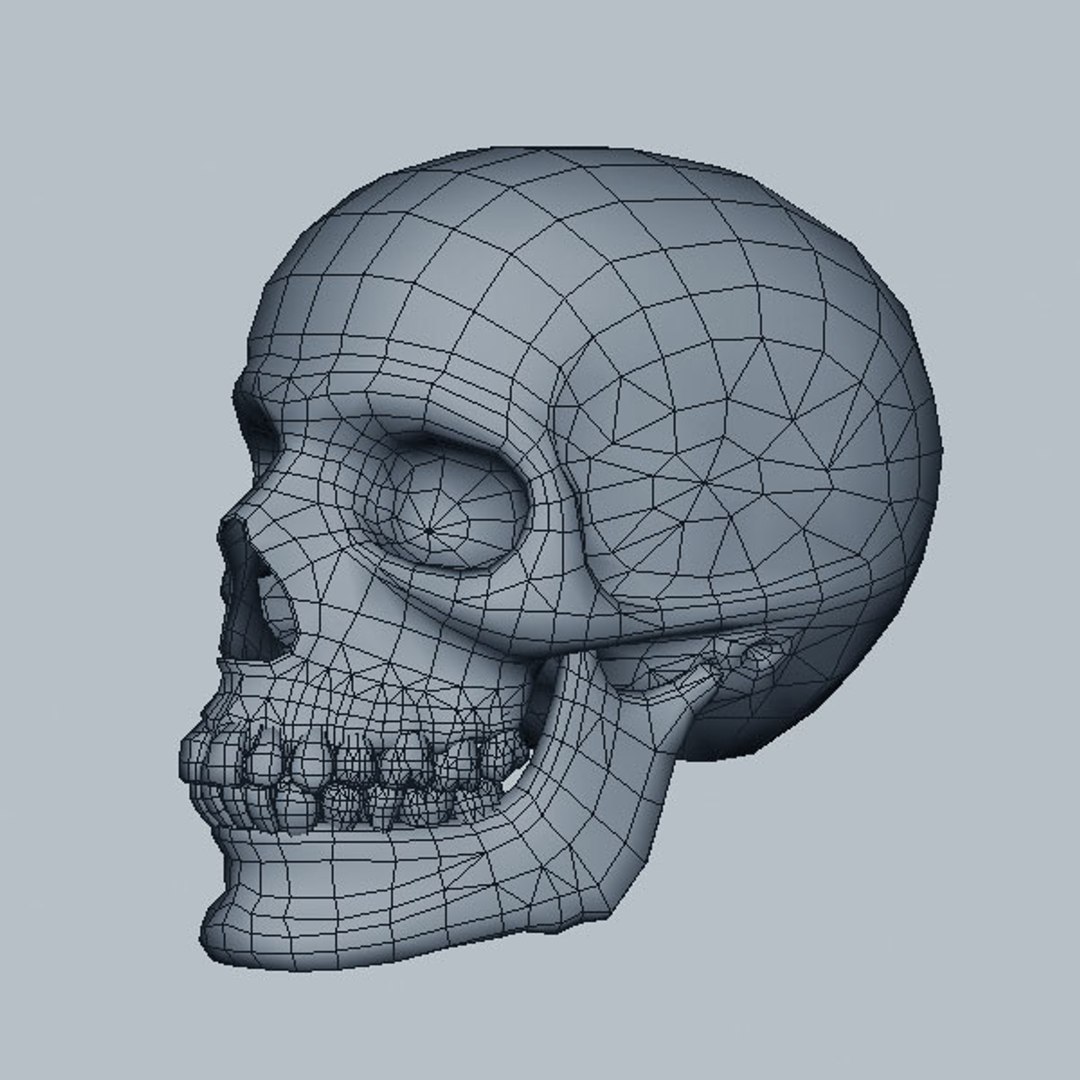 3d Skull Model