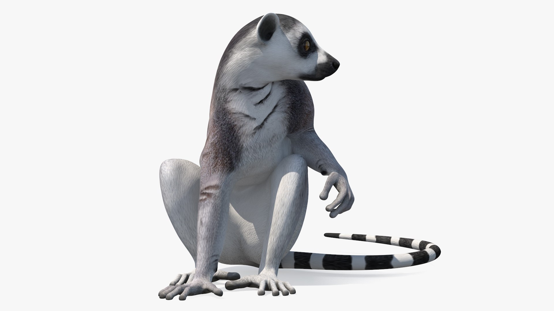 3D Ring-tailed Lemur Sitting Model - TurboSquid 2199203