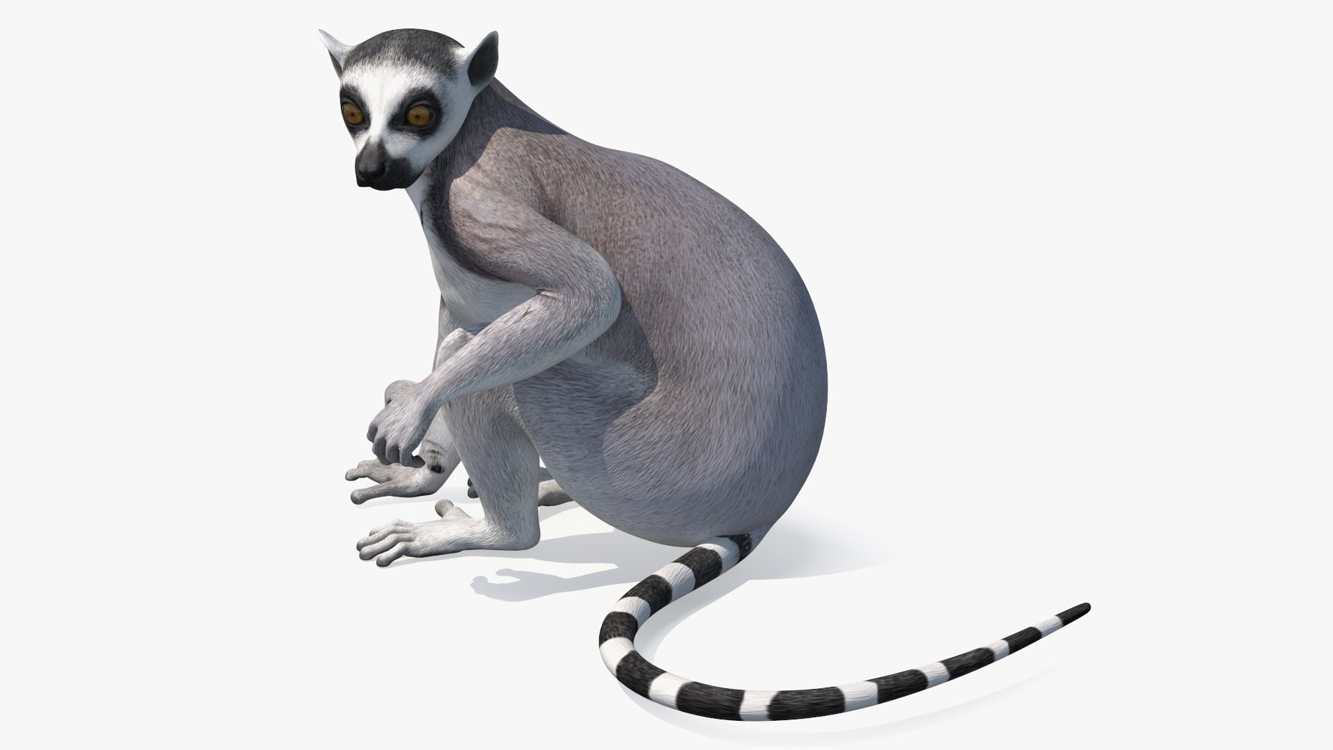 3D Ring-tailed Lemur Sitting Model - TurboSquid 2199203