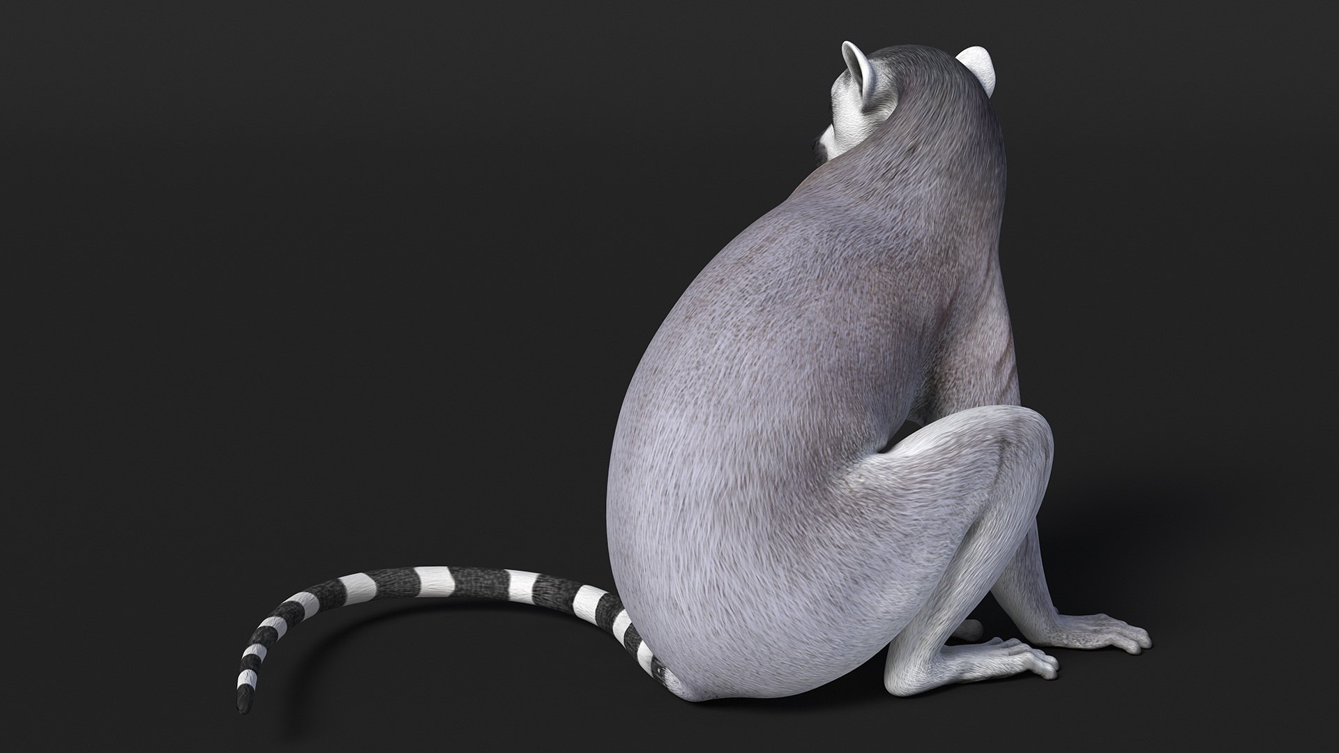 3D Ring-tailed Lemur Sitting Model - TurboSquid 2199203