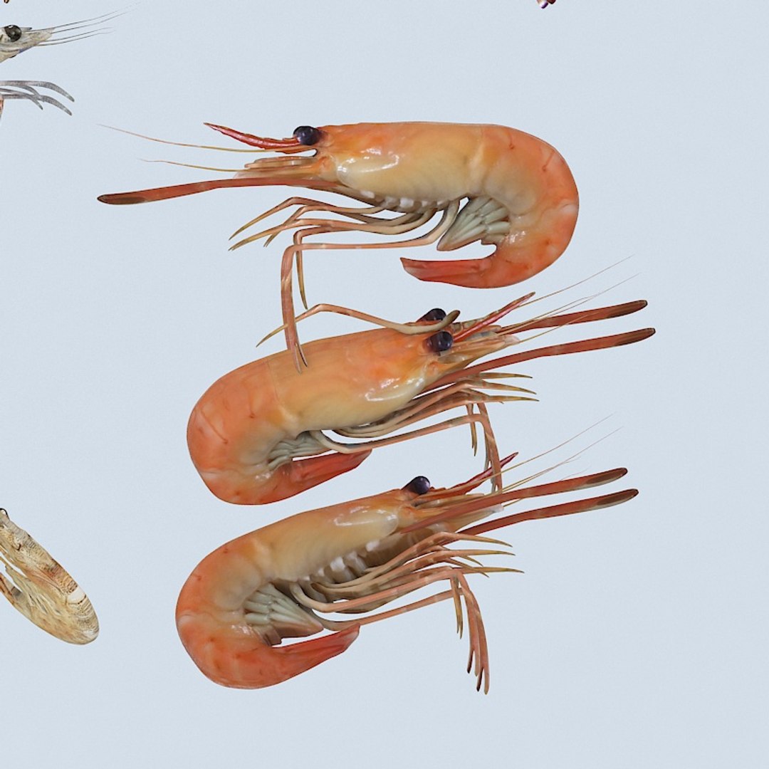 Shrimp Animal Crustacean 3D - TurboSquid 1495651