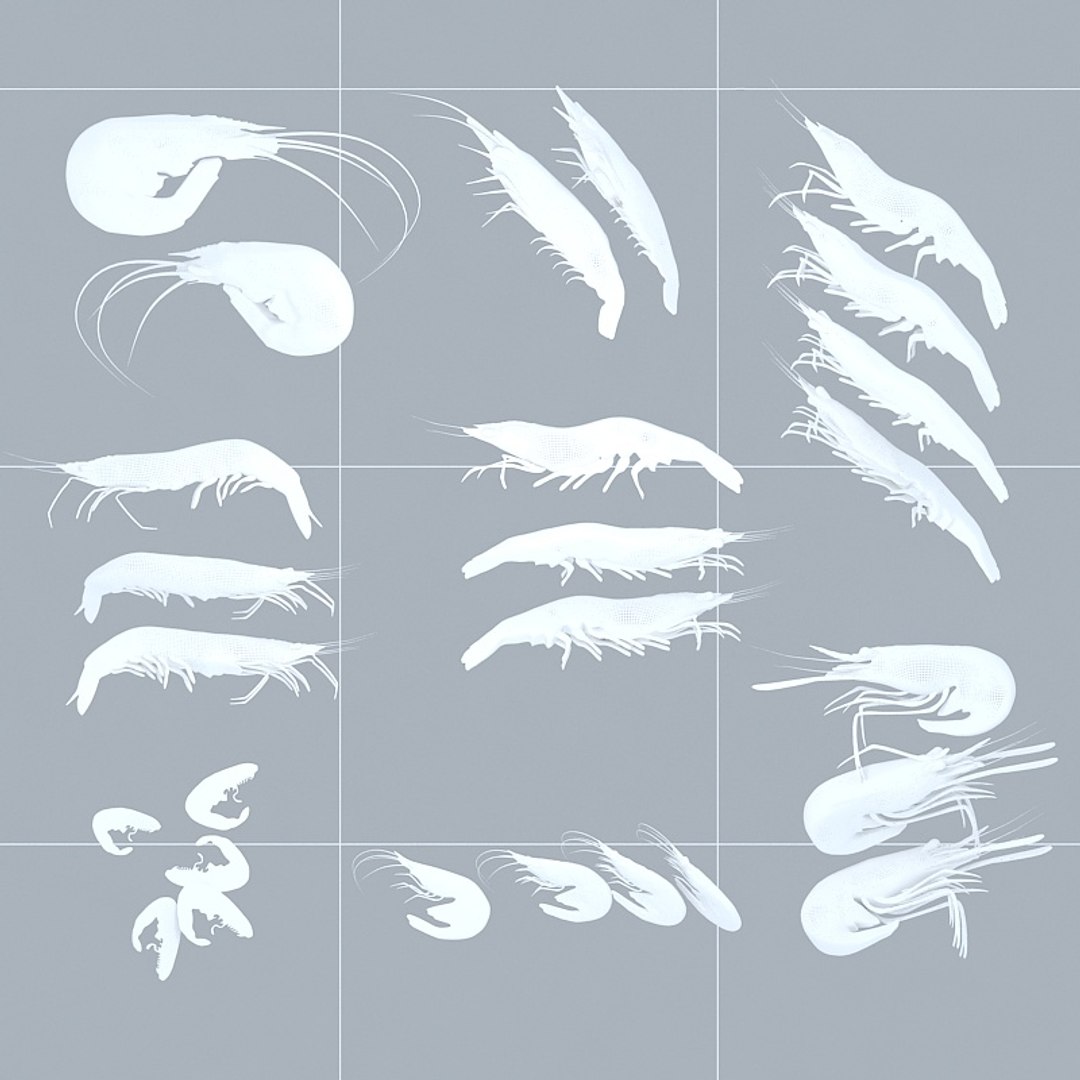 Shrimp Animal Crustacean 3D - TurboSquid 1495651