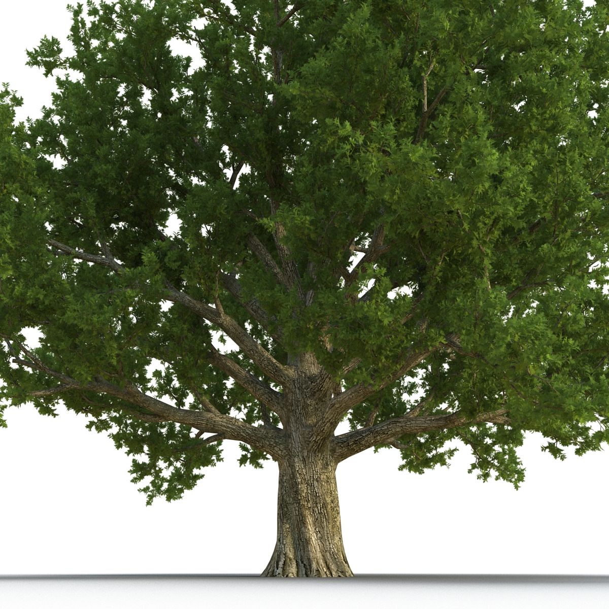 red oak old tree 3d model