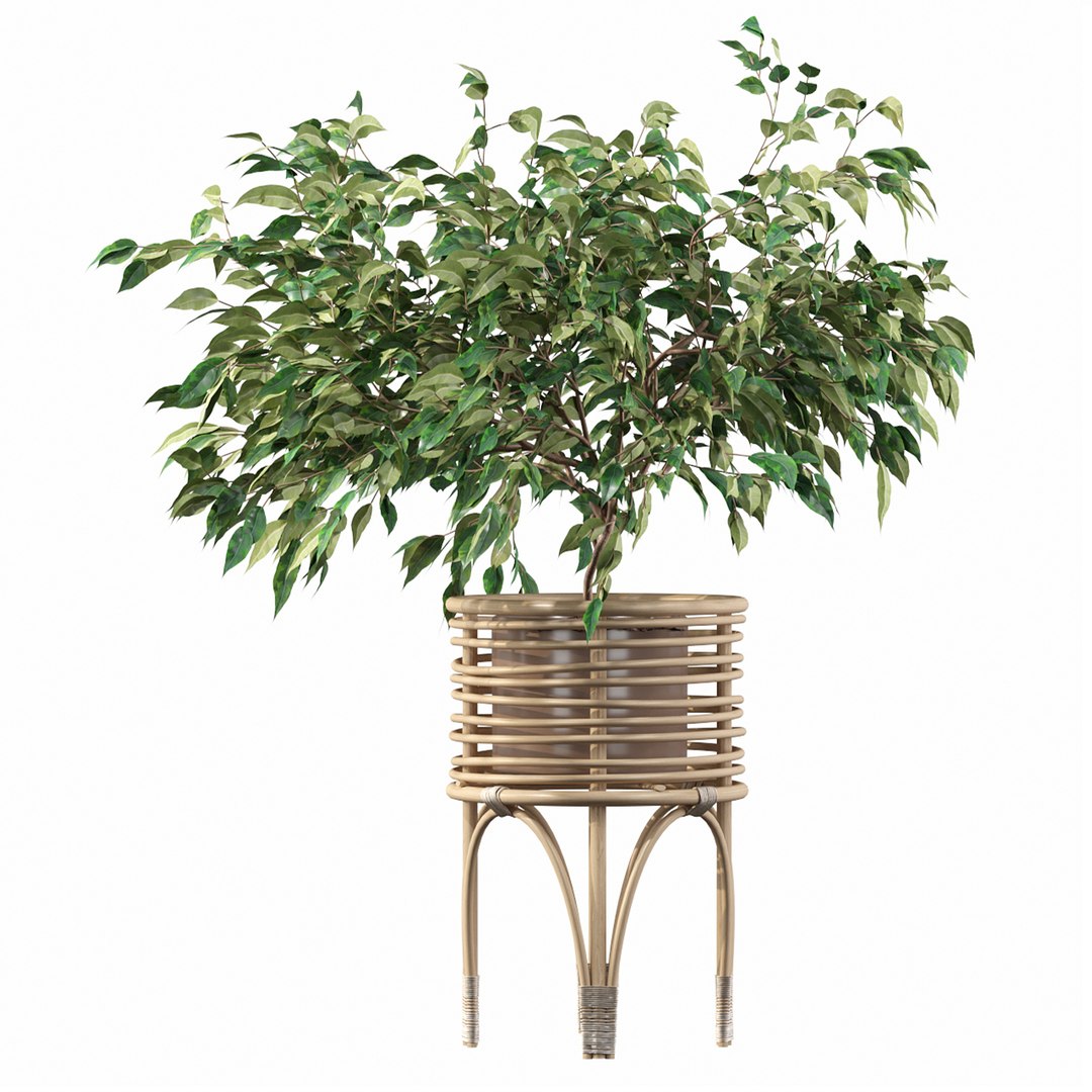 3D Ficus Benjamina In Rattan Stand - TurboSquid 1878464