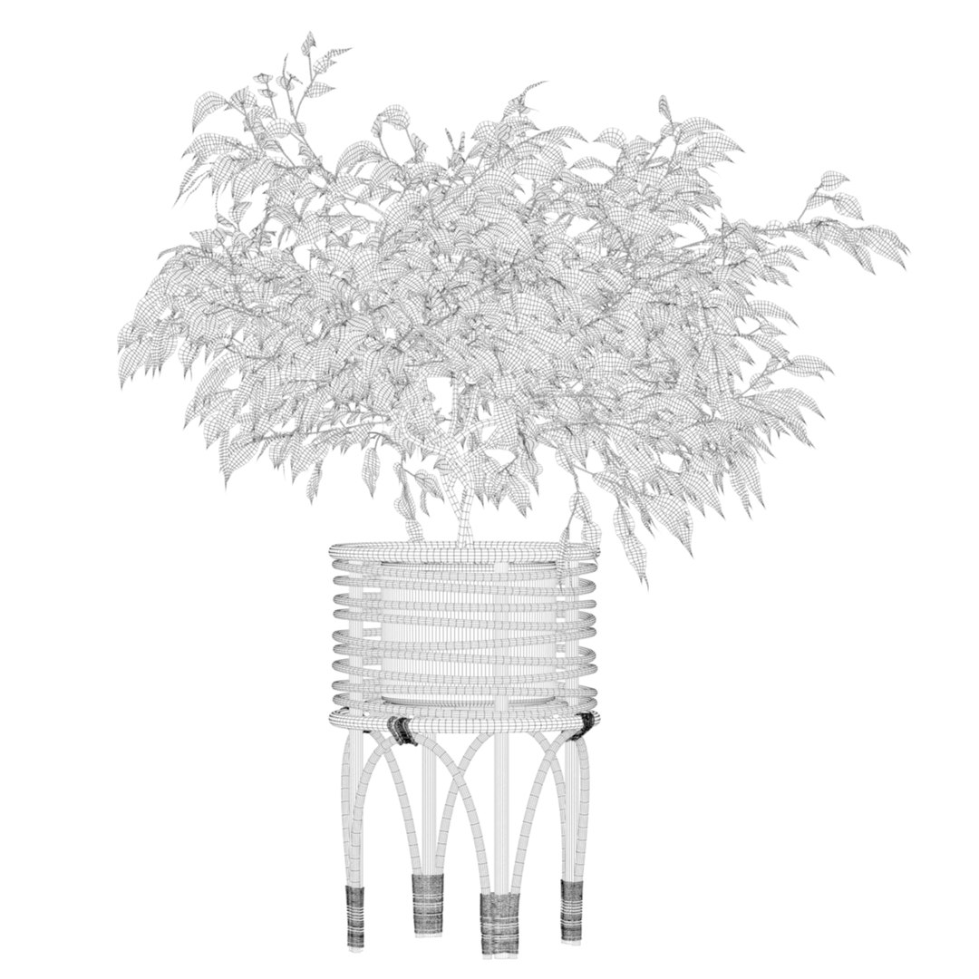 3D Ficus Benjamina In Rattan Stand - TurboSquid 1878464