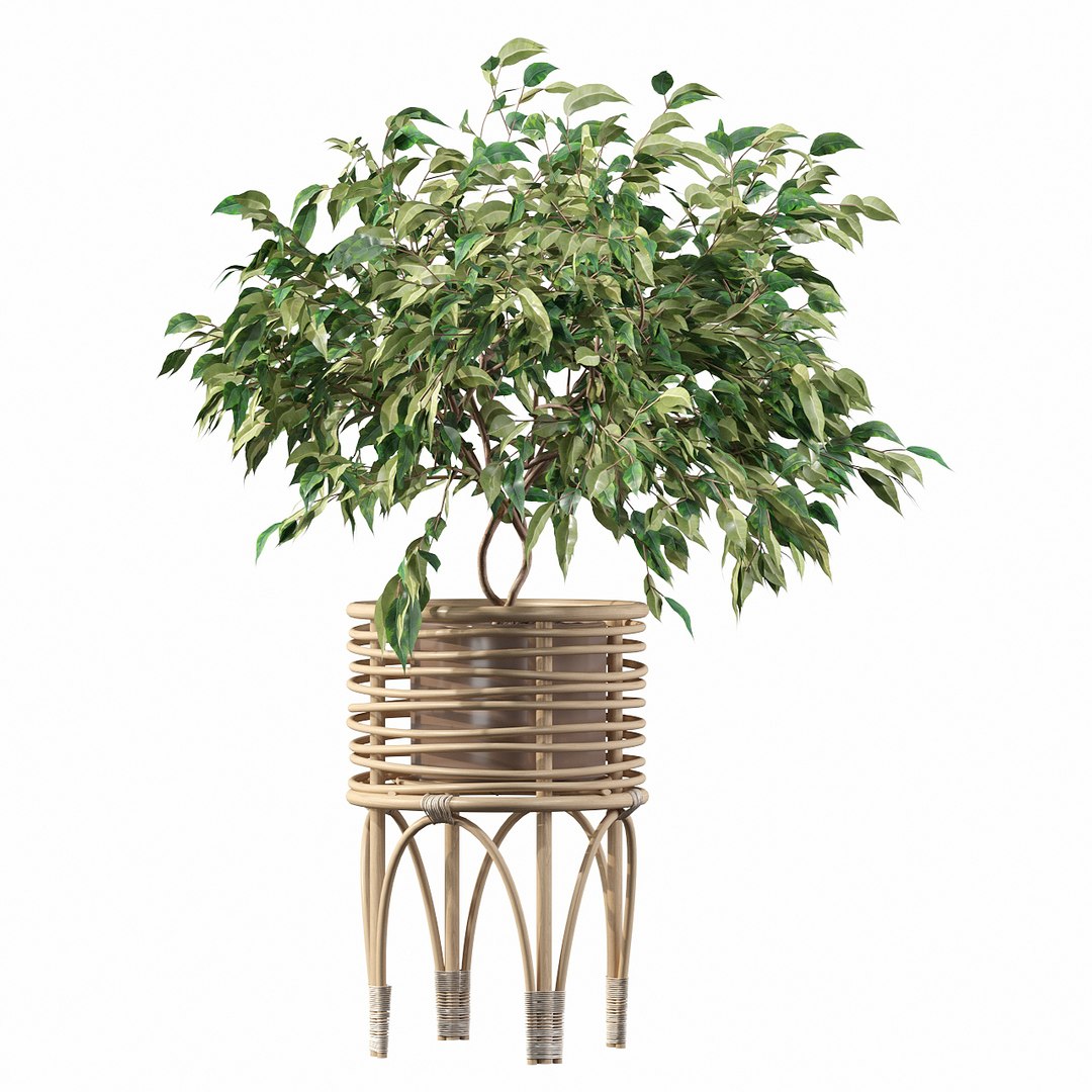 3D Ficus Benjamina In Rattan Stand - TurboSquid 1878464