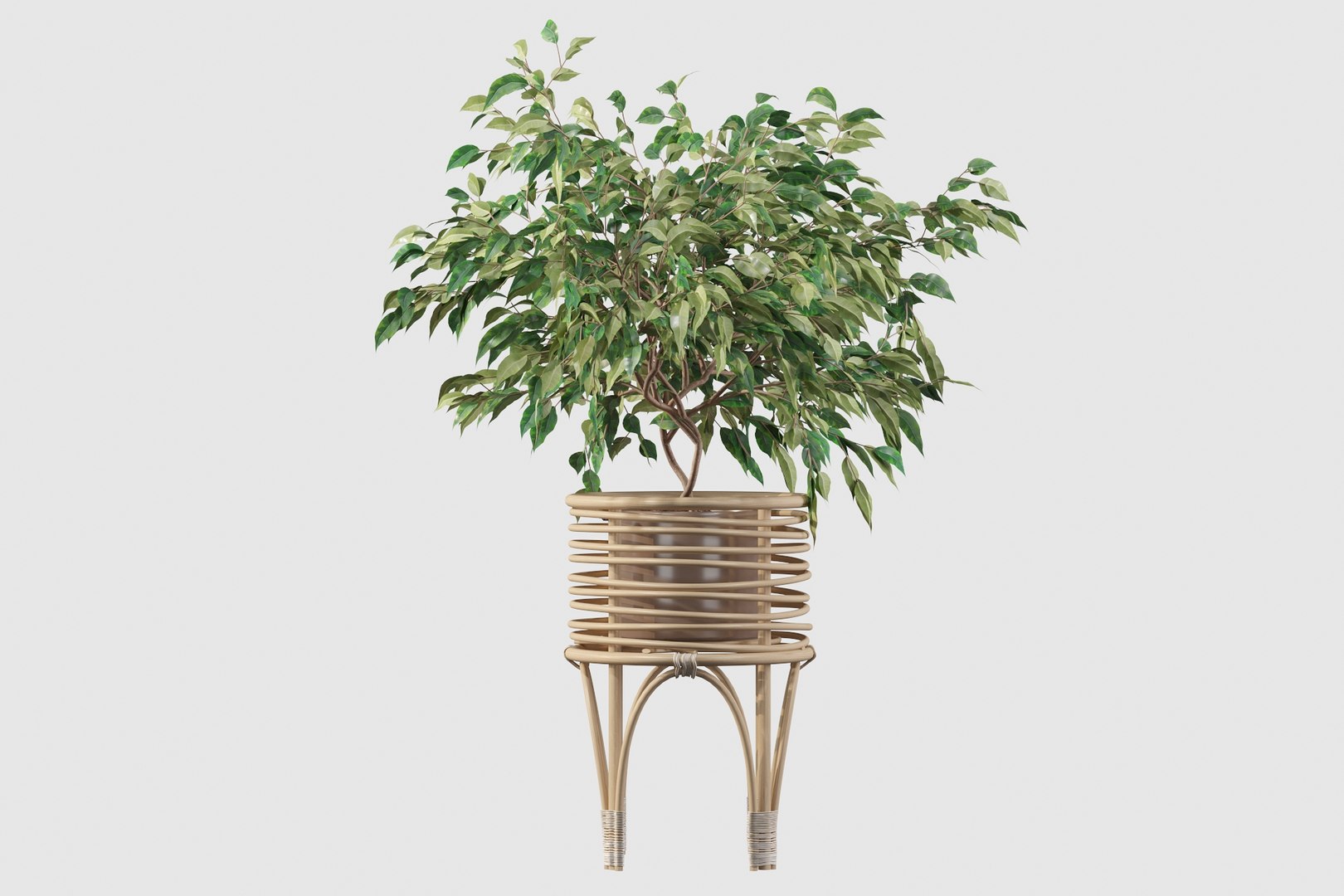 3D Ficus Benjamina In Rattan Stand - TurboSquid 1878464