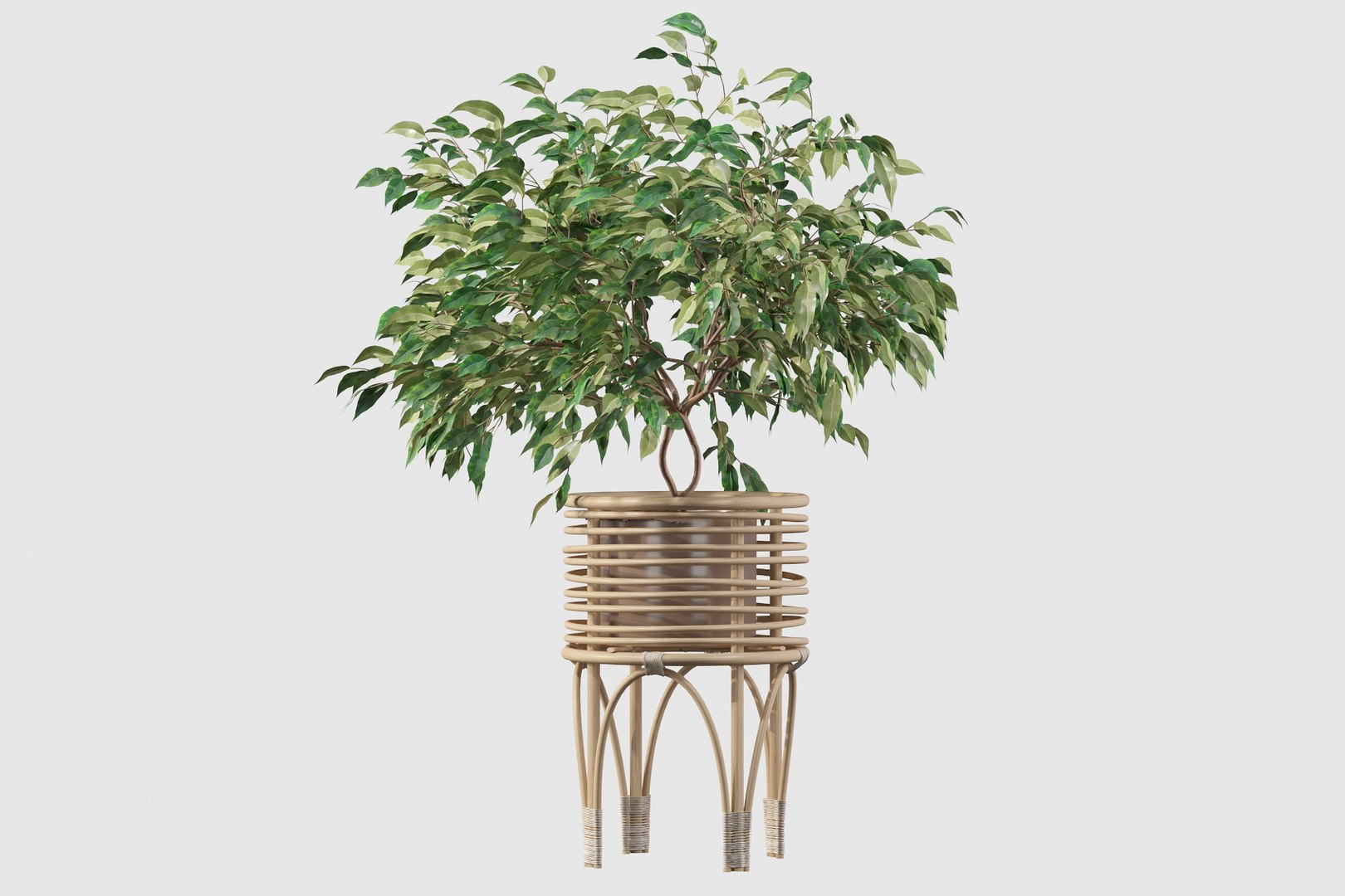 3D Ficus Benjamina In Rattan Stand - TurboSquid 1878464
