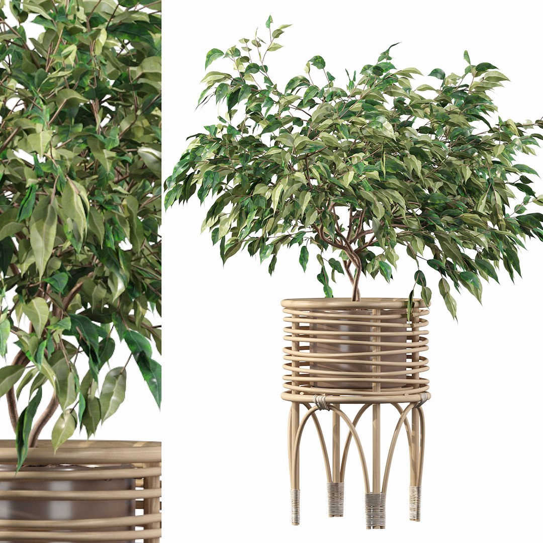 3D Ficus Benjamina In Rattan Stand - TurboSquid 1878464