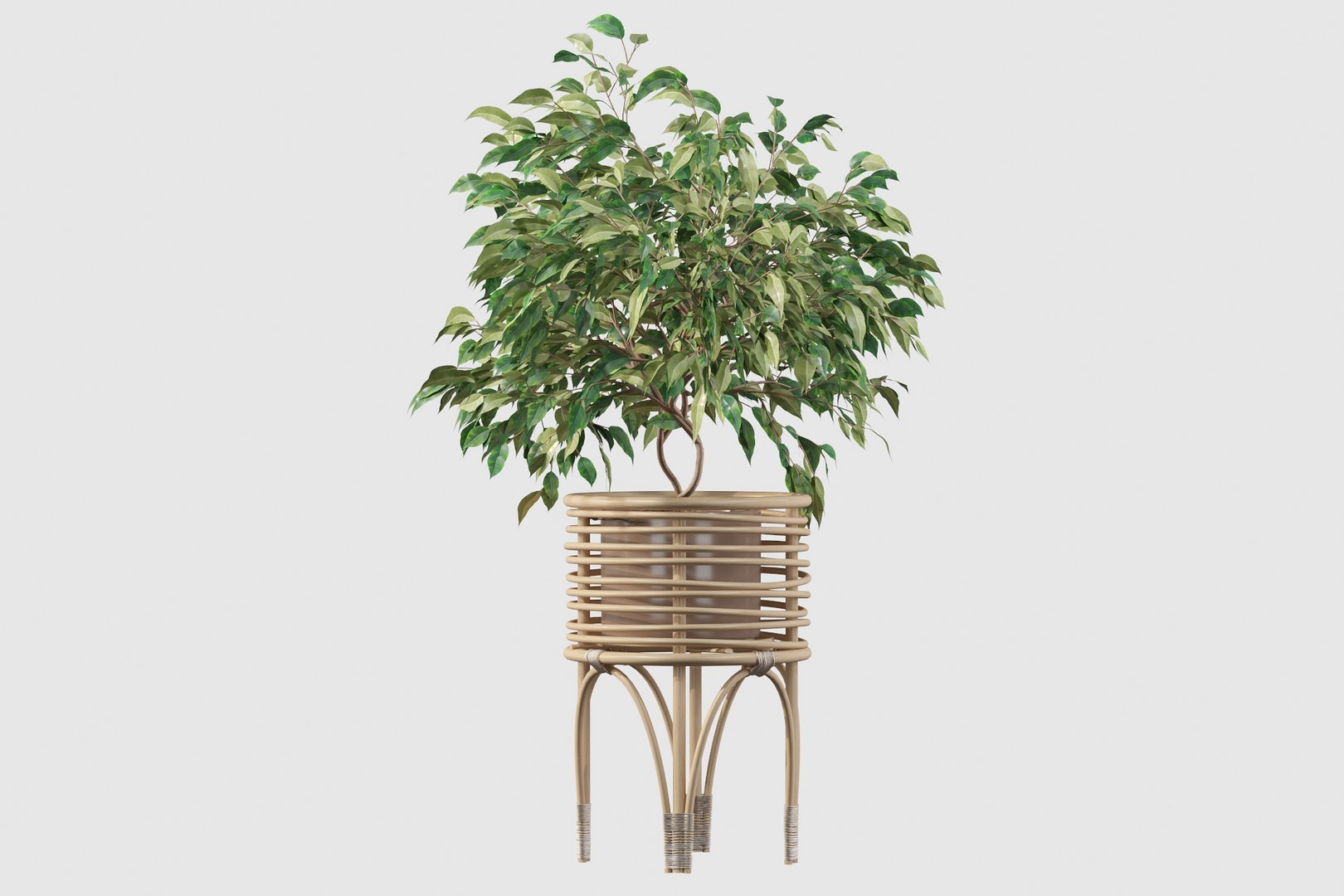 3D Ficus Benjamina In Rattan Stand - TurboSquid 1878464