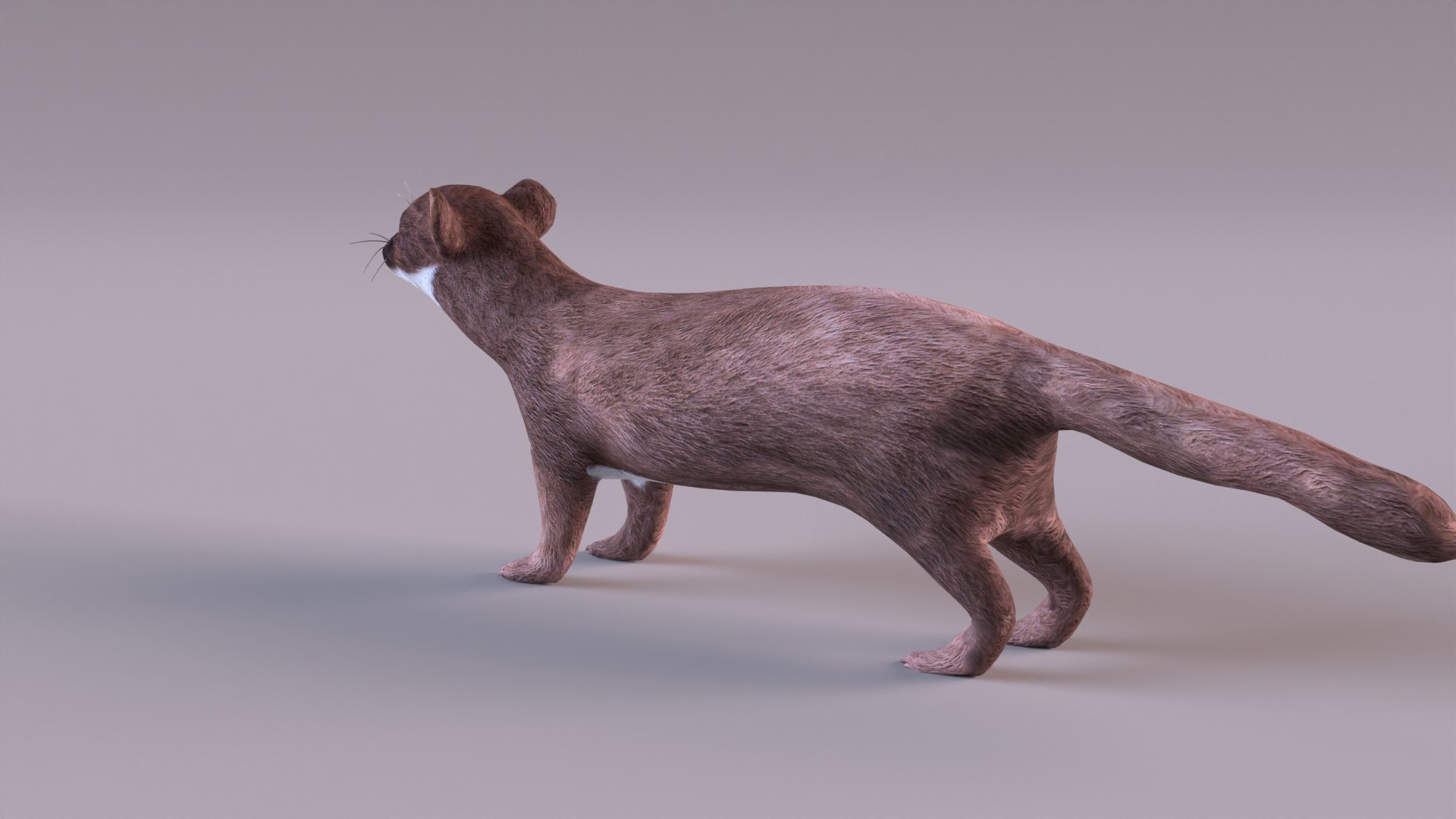 Weasel 3d Model