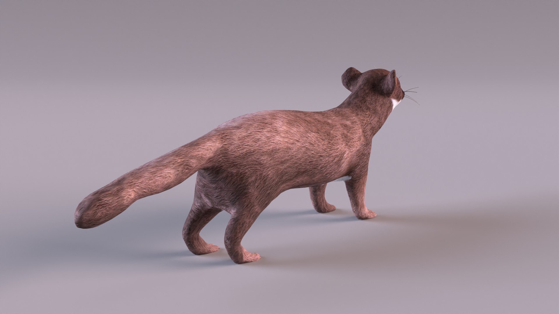 Weasel 3d Model