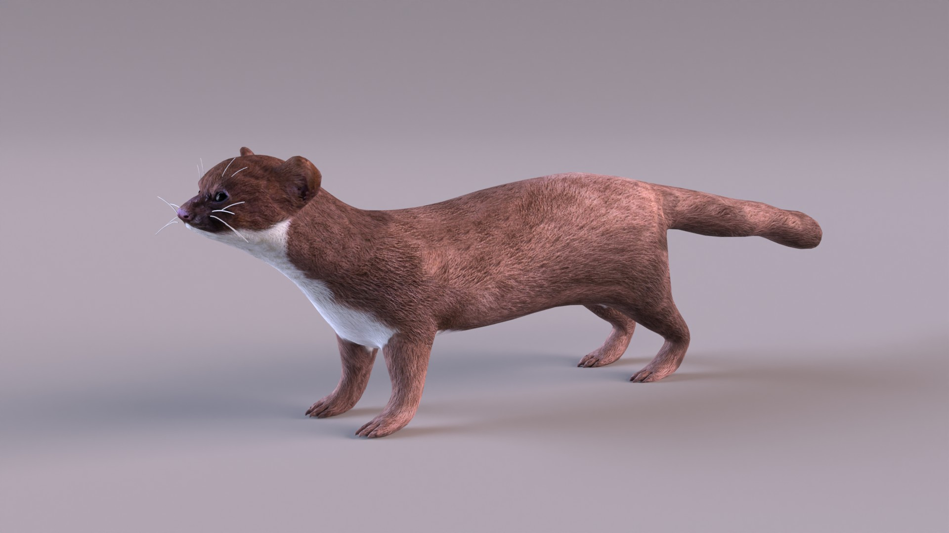 Weasel 3d Model
