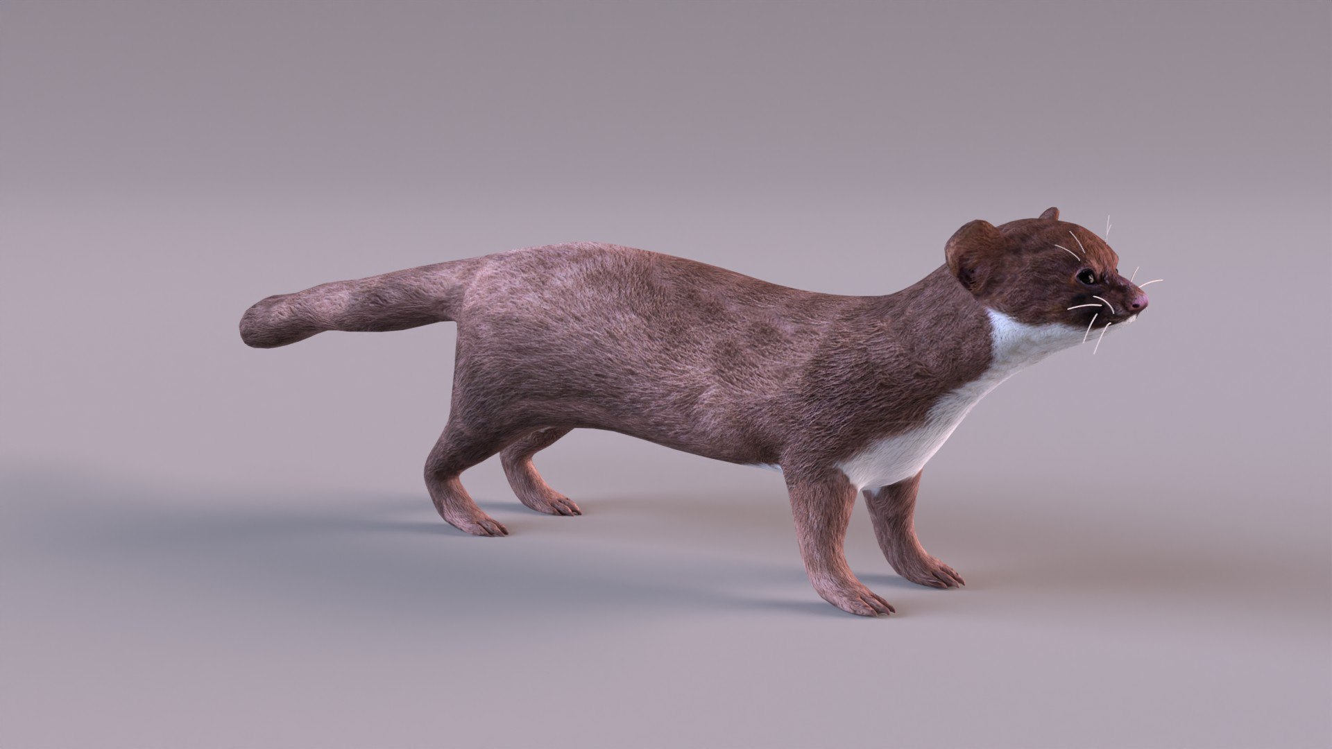 Weasel 3d Model