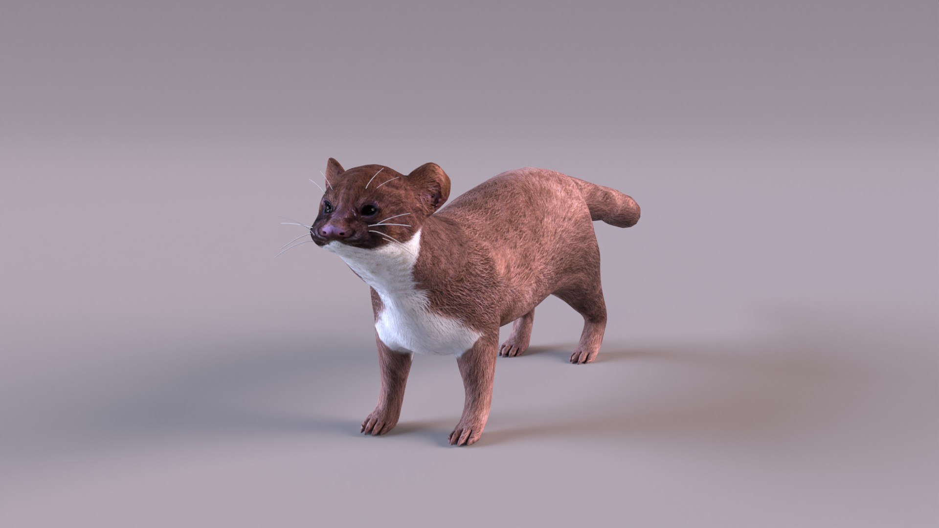 Weasel 3d Model