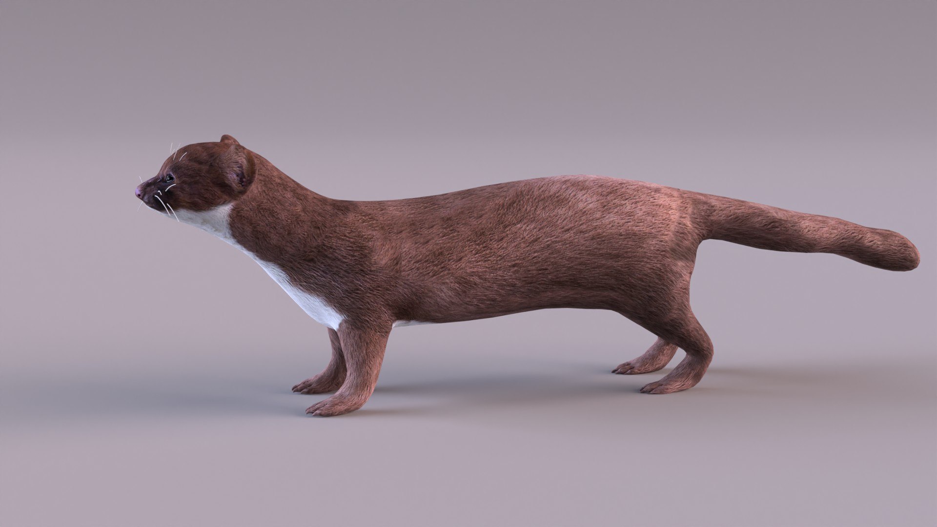 Weasel 3d Model