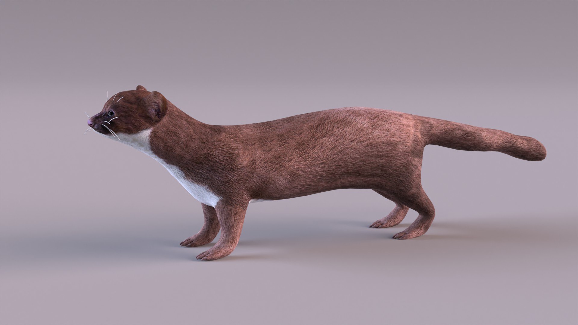 Weasel 3d Model