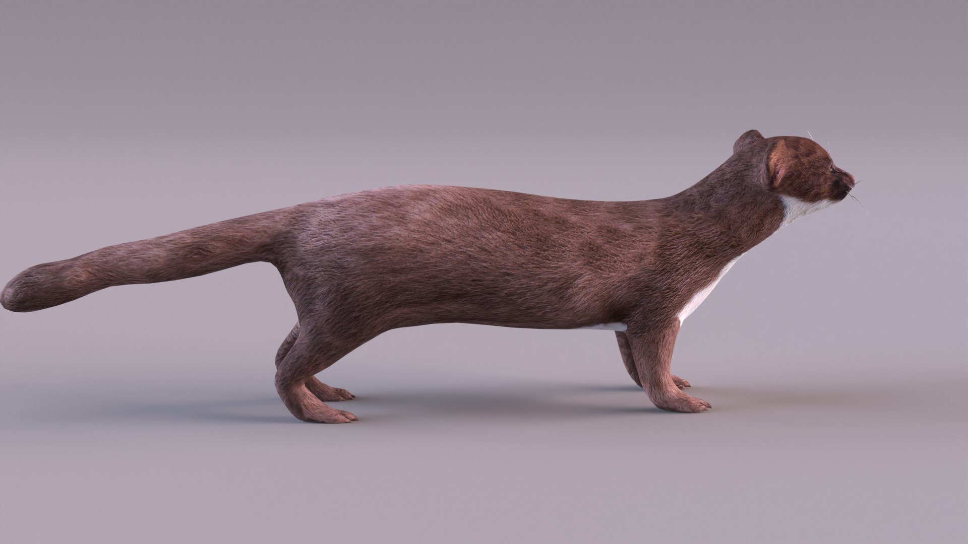 Weasel 3d Model
