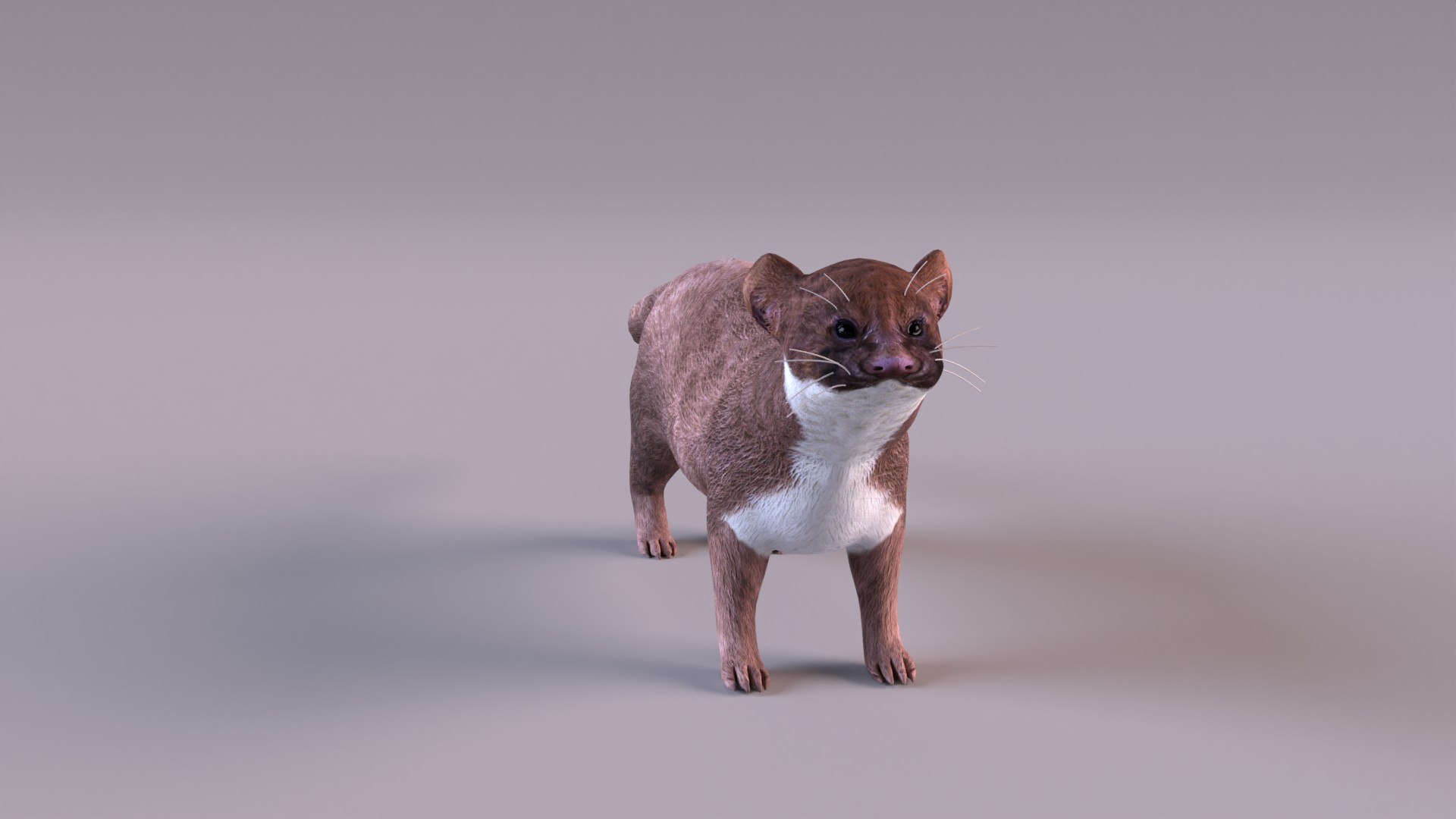 Weasel 3d Model
