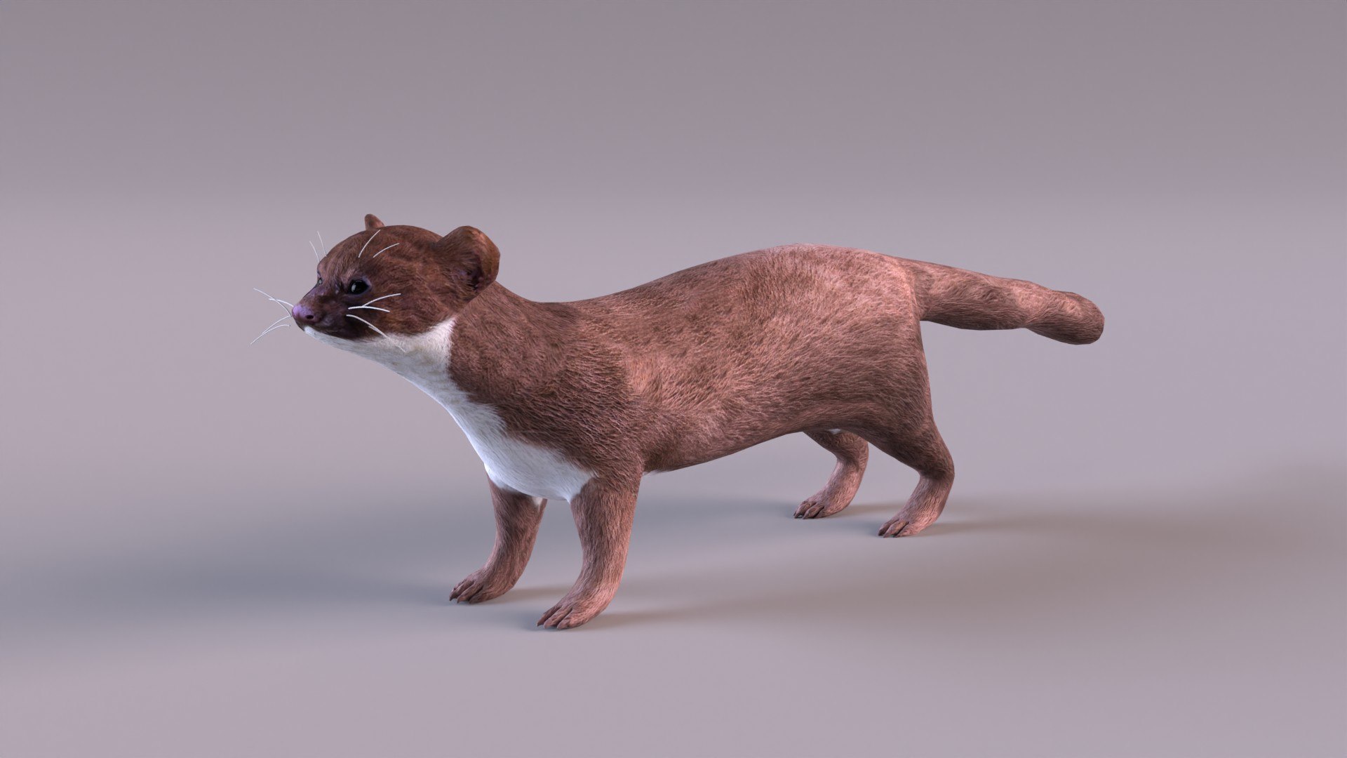 Weasel 3d Model