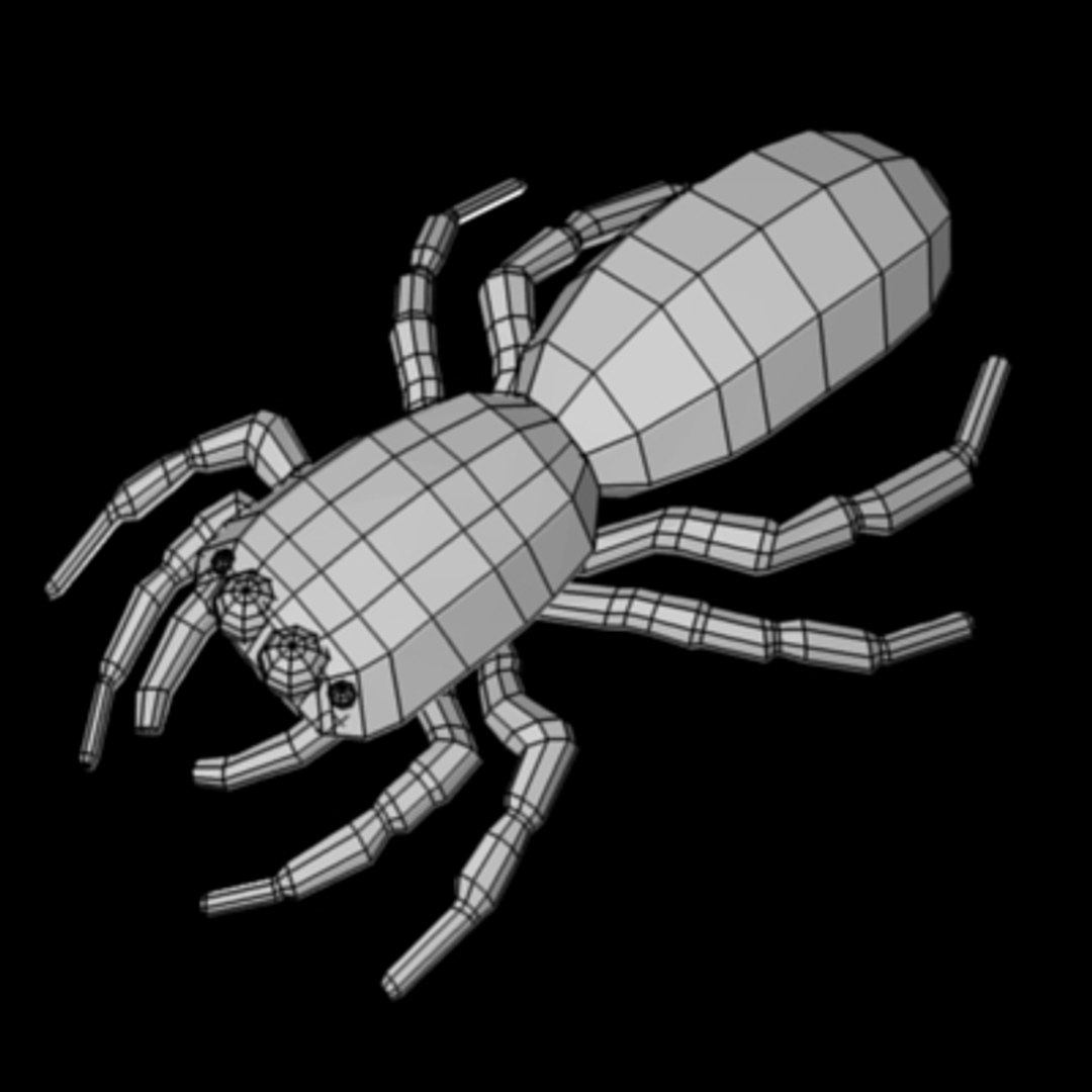 3d Salticus Scenicus