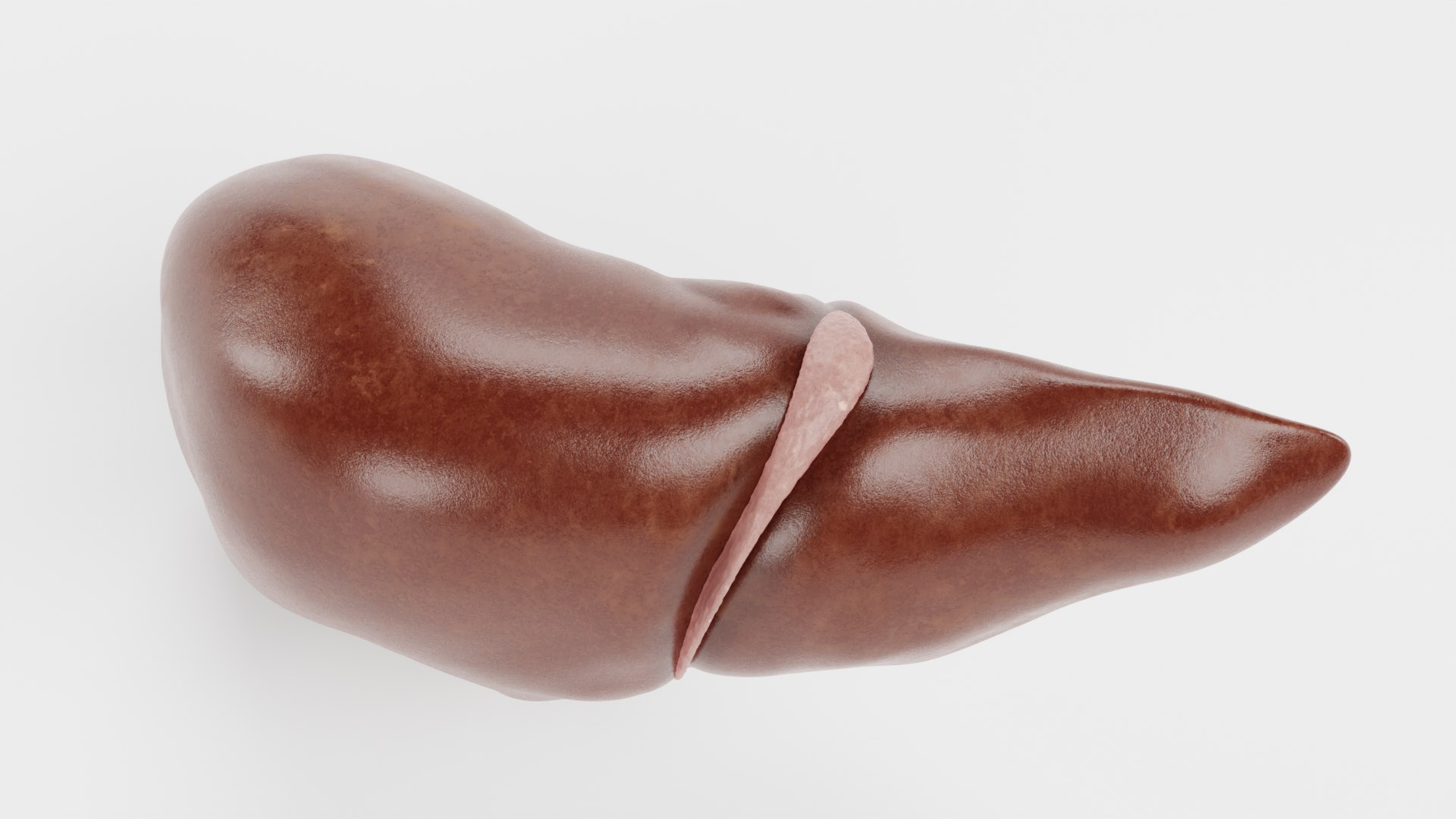 3D Liver Model - TurboSquid 1755862