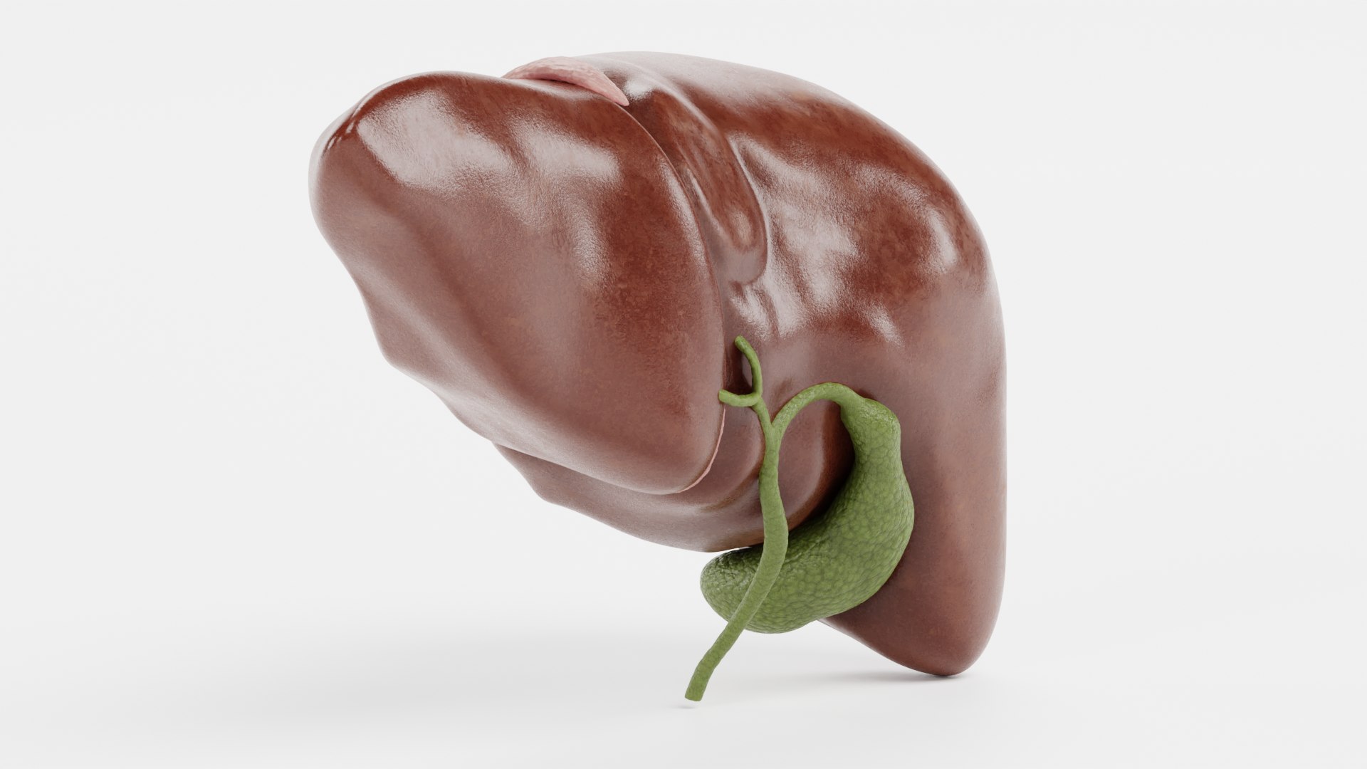 3D Liver Model - TurboSquid 1755862