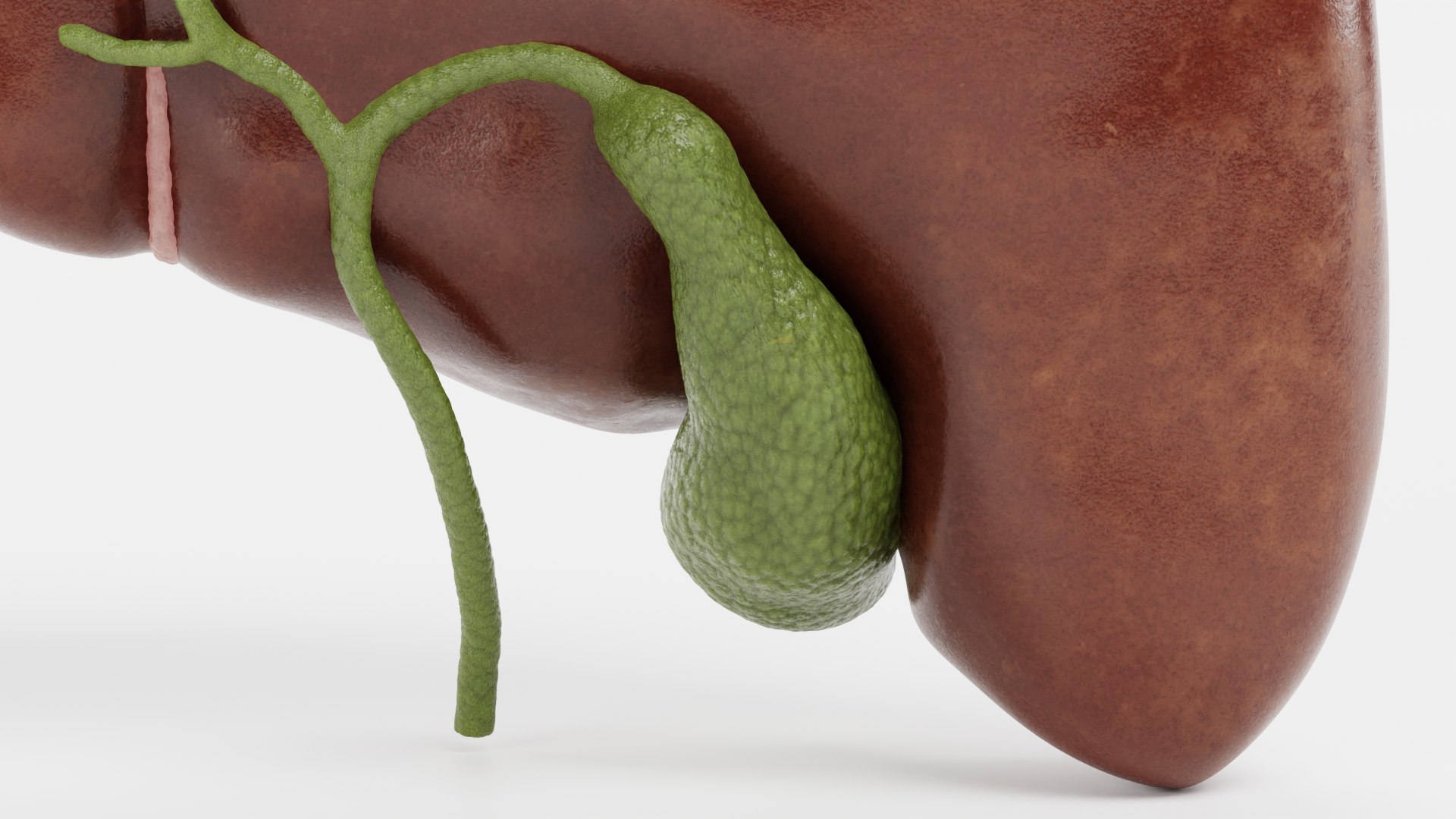 3D Liver Model - TurboSquid 1755862