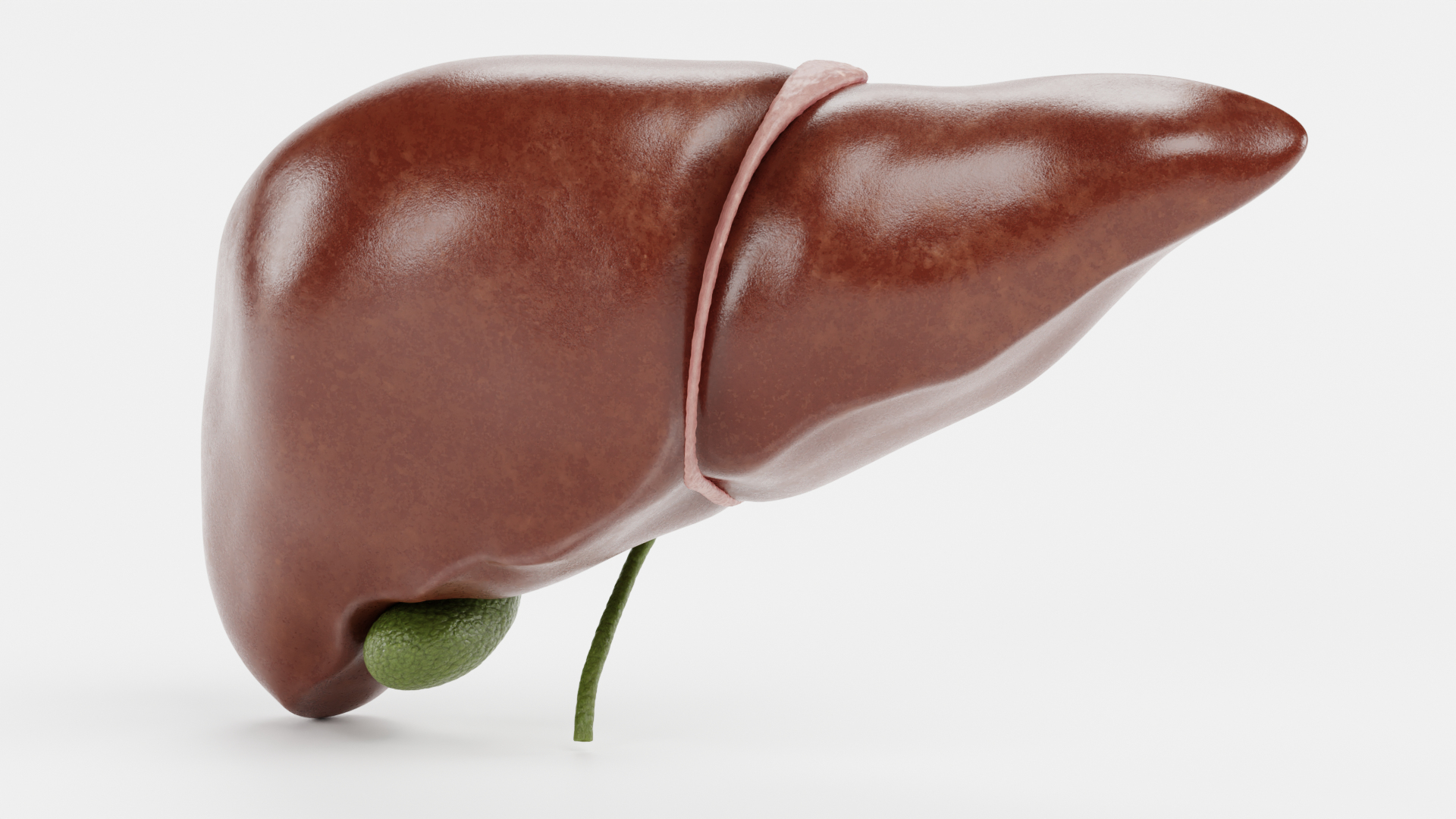 3D Liver model - TurboSquid 1755862