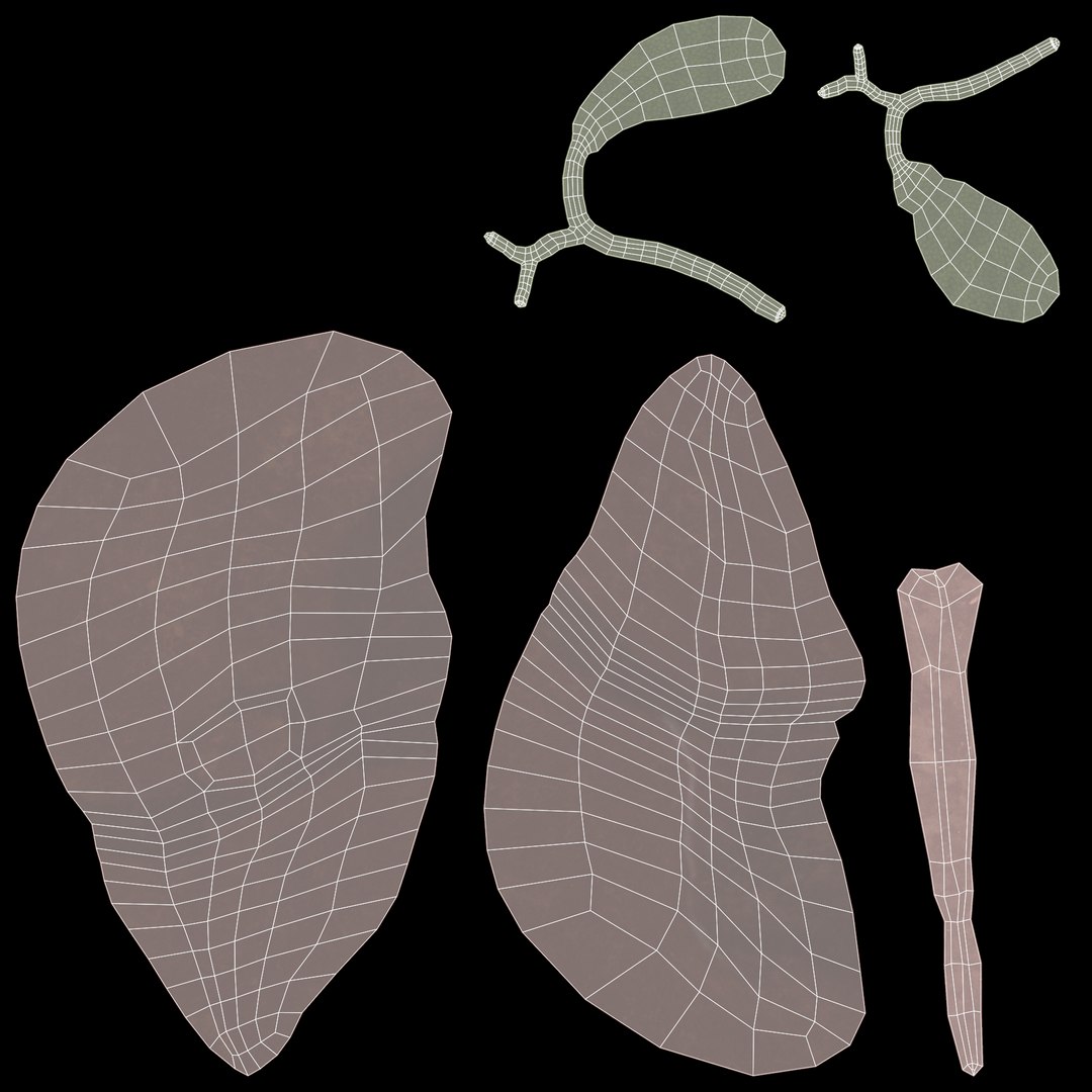 3D Liver Model - TurboSquid 1755862