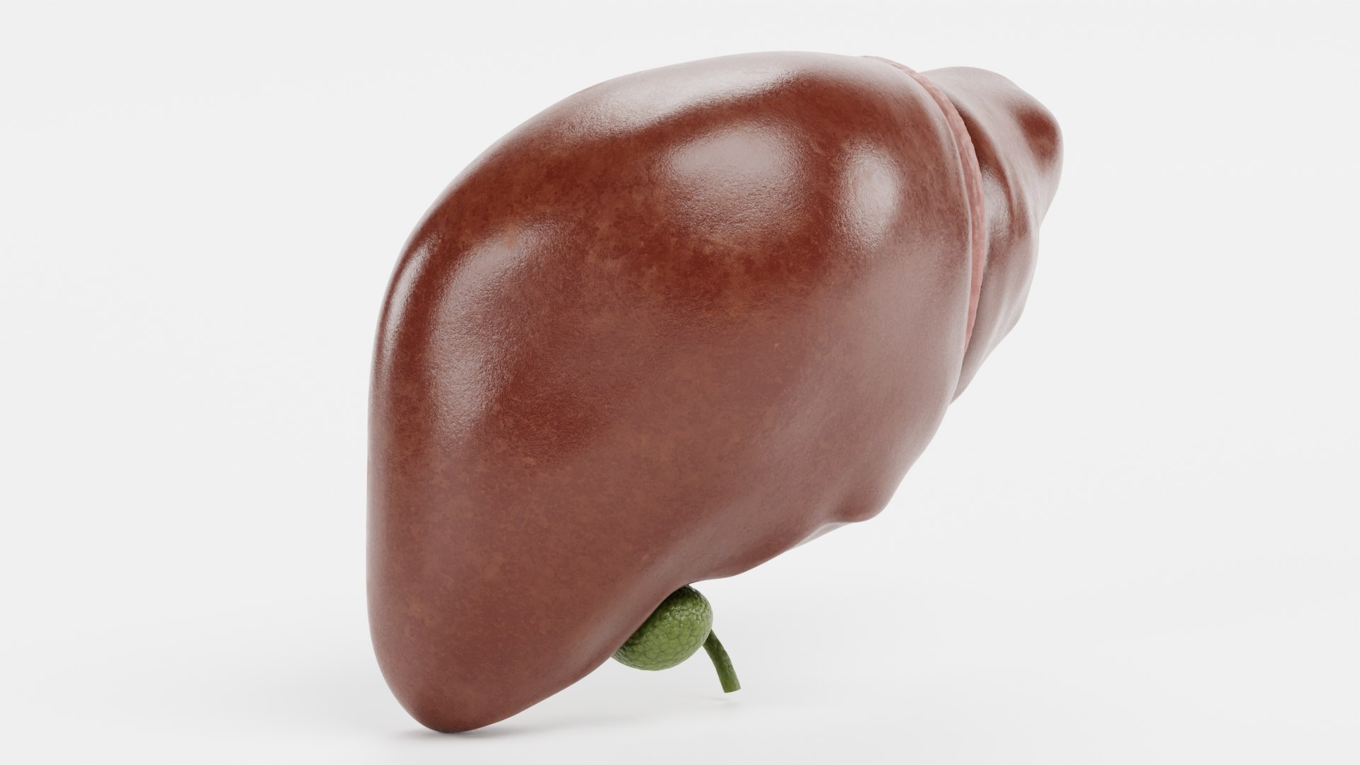 3D Liver Model - TurboSquid 1755862