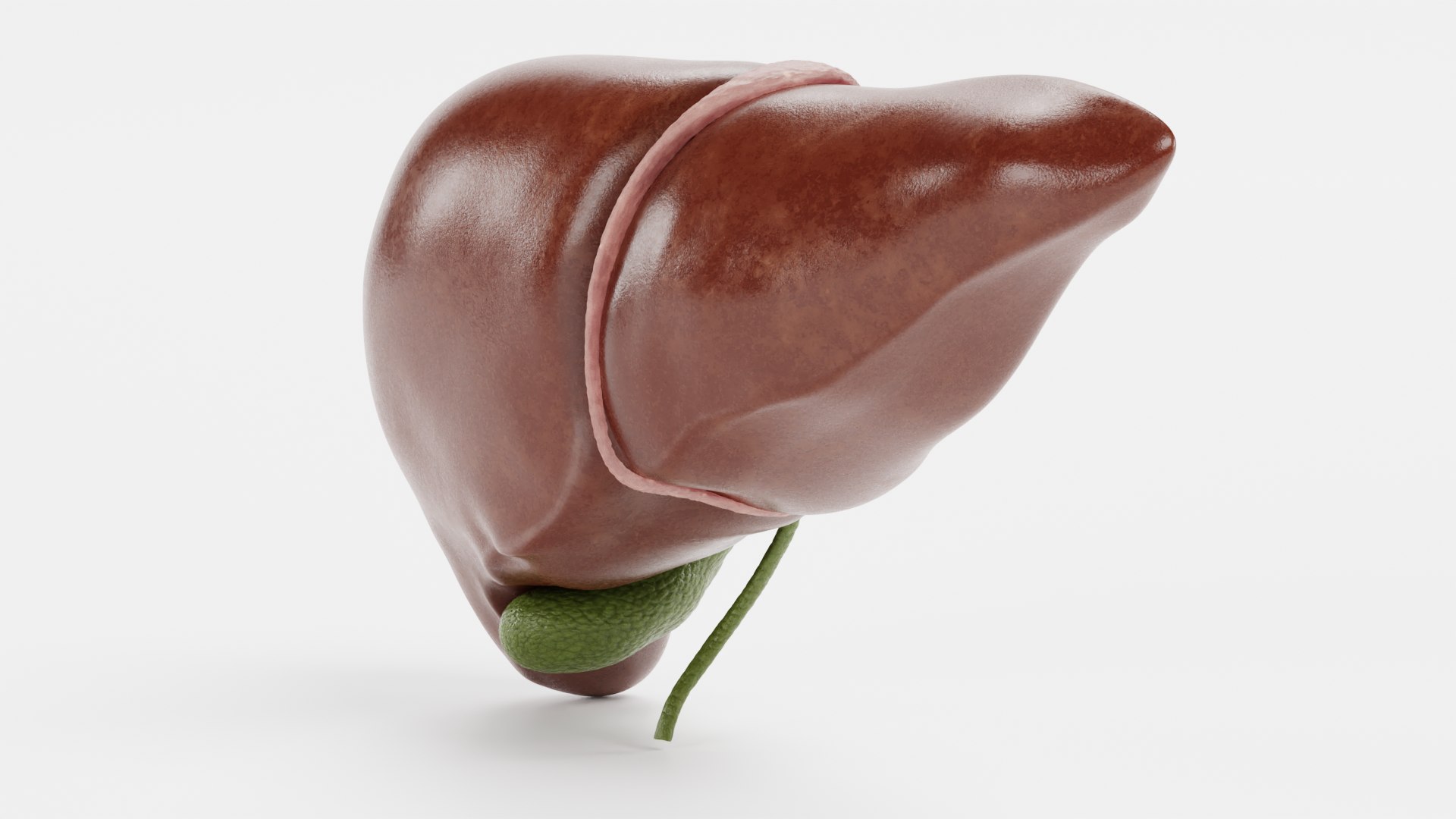 3D Liver Model - TurboSquid 1755862