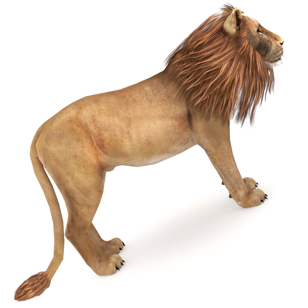 Lion 3D - TurboSquid 1435049
