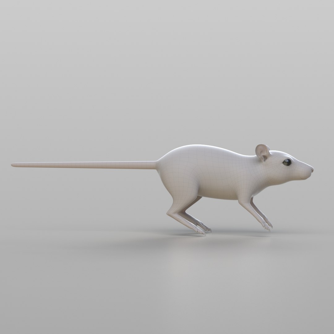 Realistic Rat Model - TurboSquid 1308420