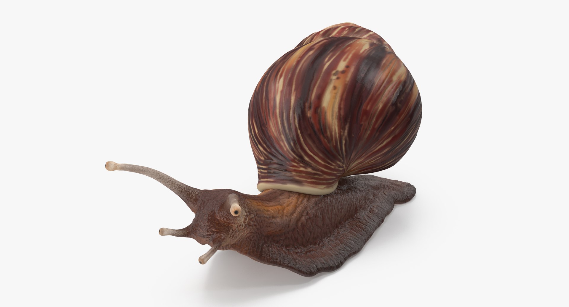 3d snail 03 model