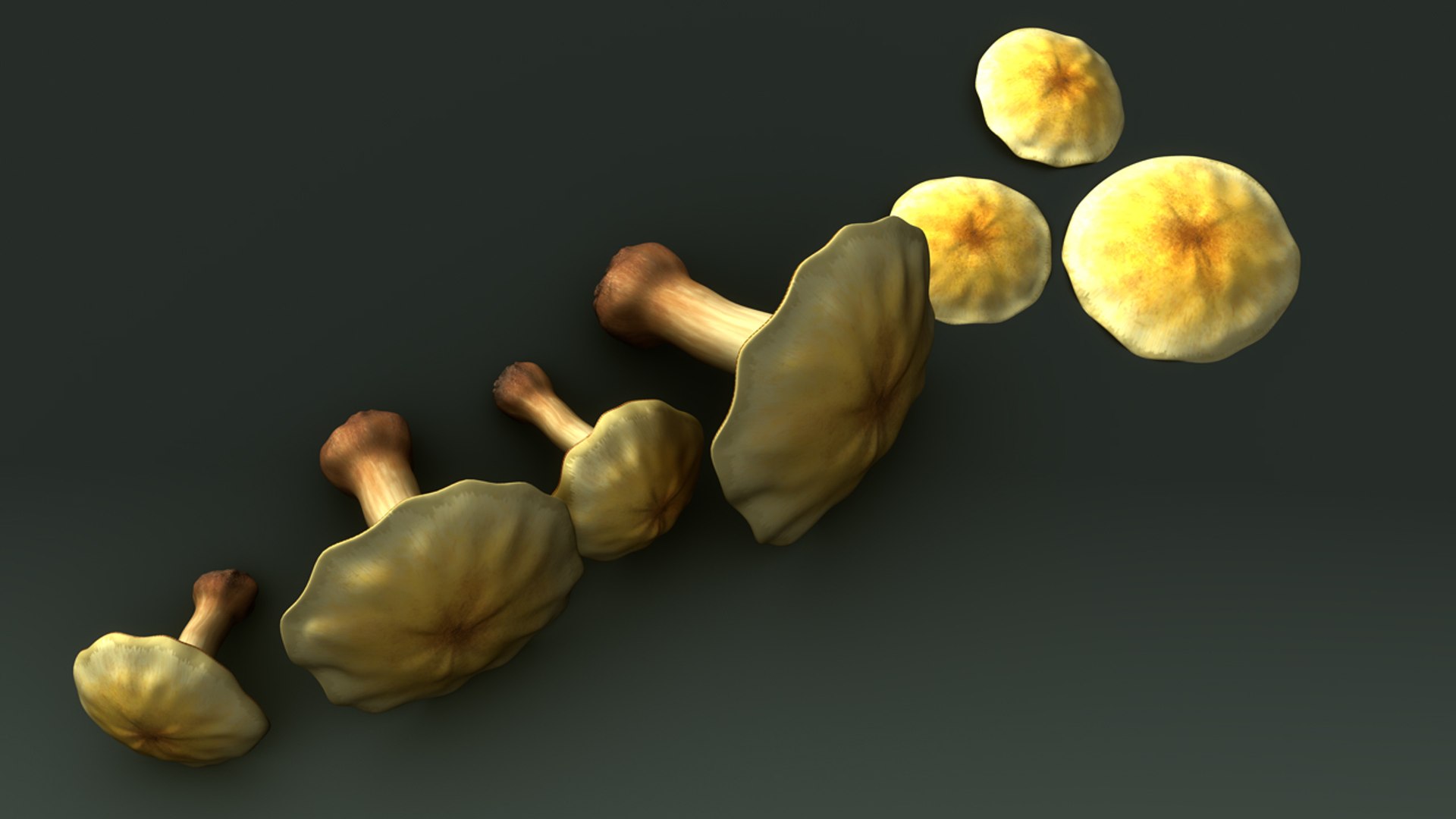 Basidiomycetes 3d Model