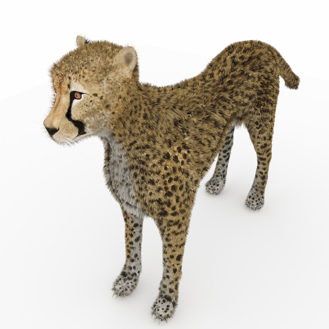 3D Model Cheetah Cheeta Chee - TurboSquid 1449971