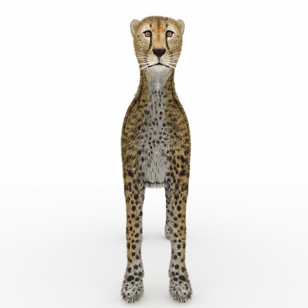 3D Model Cheetah Cheeta Chee - TurboSquid 1449971
