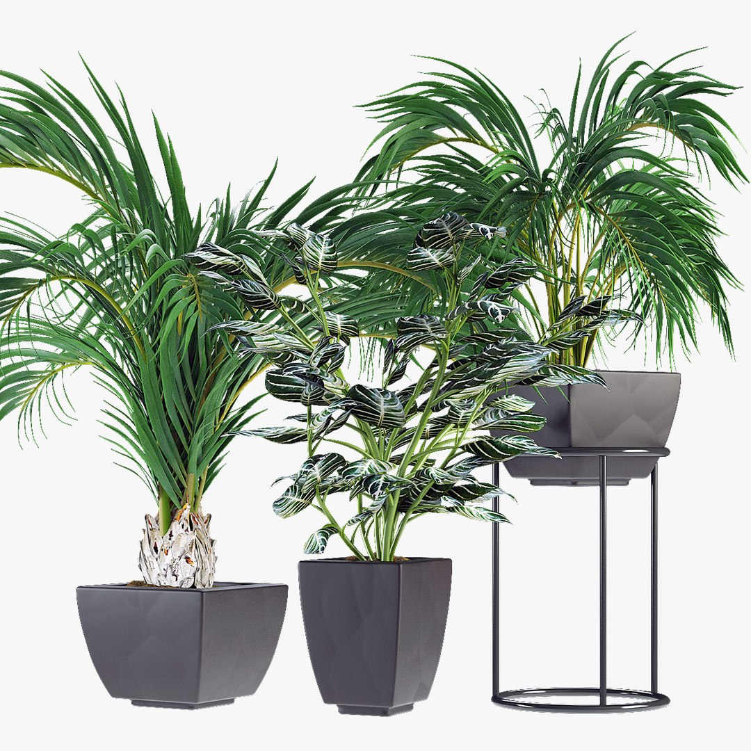 Exotic plants palm collections 3D model - TurboSquid 1485641