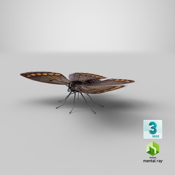 Realistic northern brown argus 3D - TurboSquid 1432002